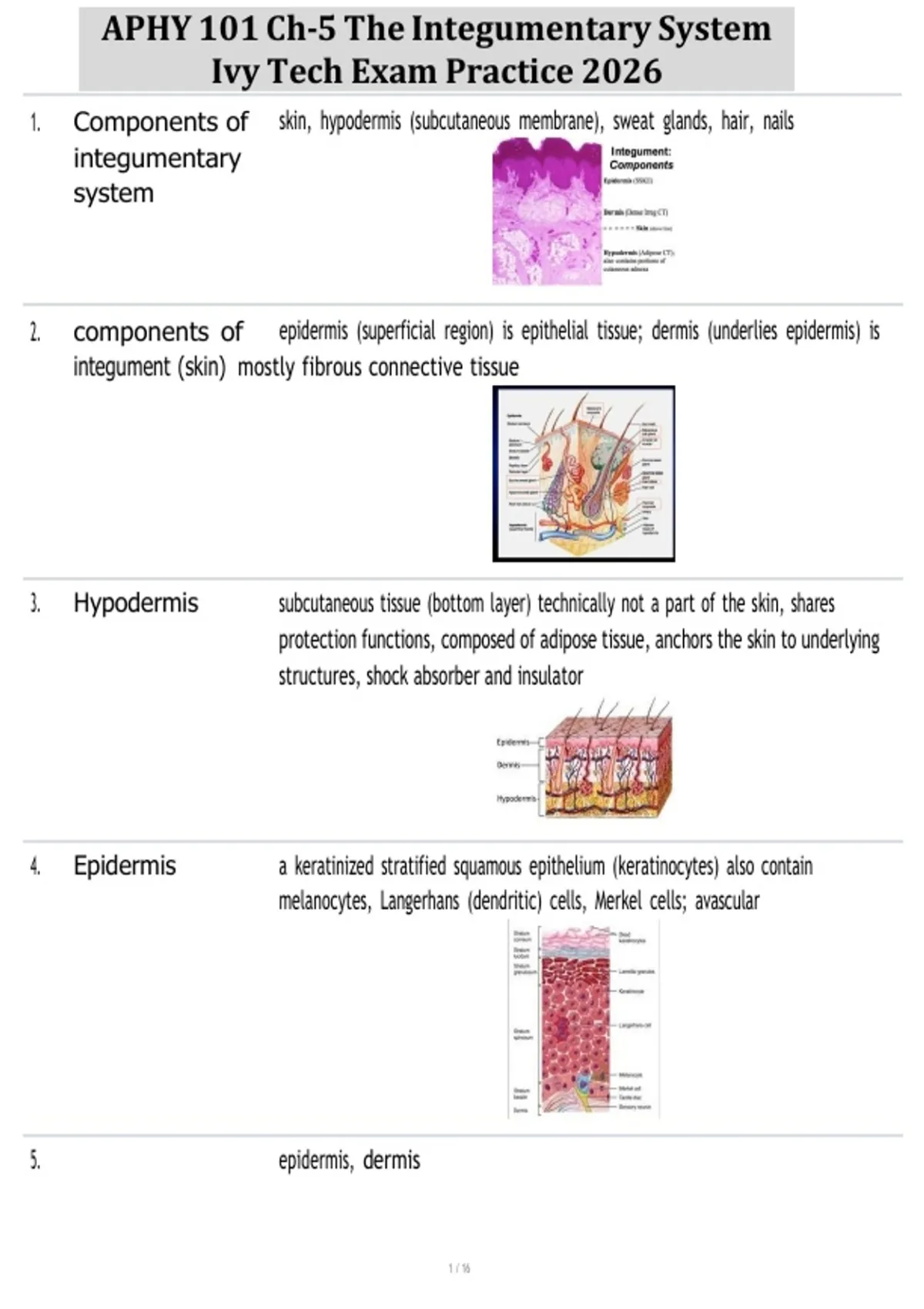 APHY 101 Ch-5 The Integumentary System Ivy Tech Exam Practice 2026 ...
