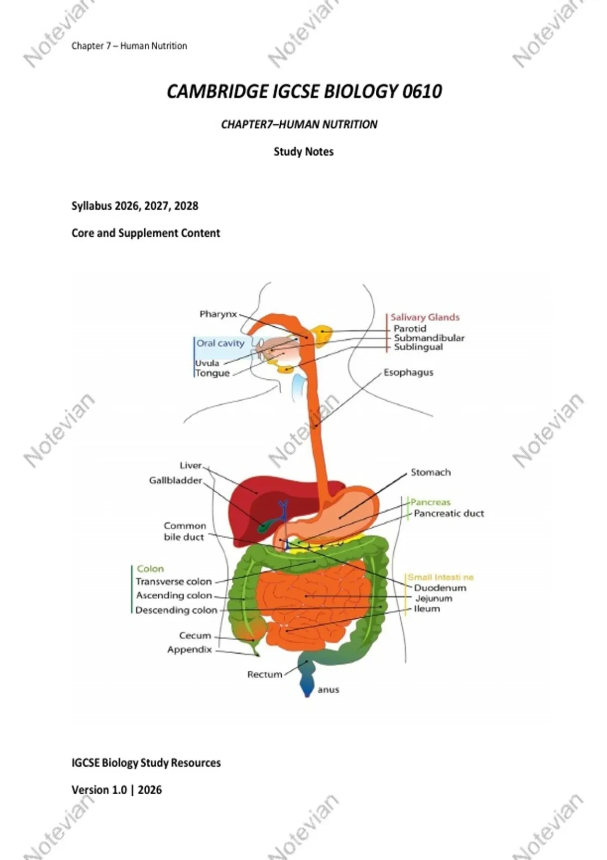 Cambridge CIE IGCSE Biology 0610 Chapter 7 Human Nutrition – Study ...