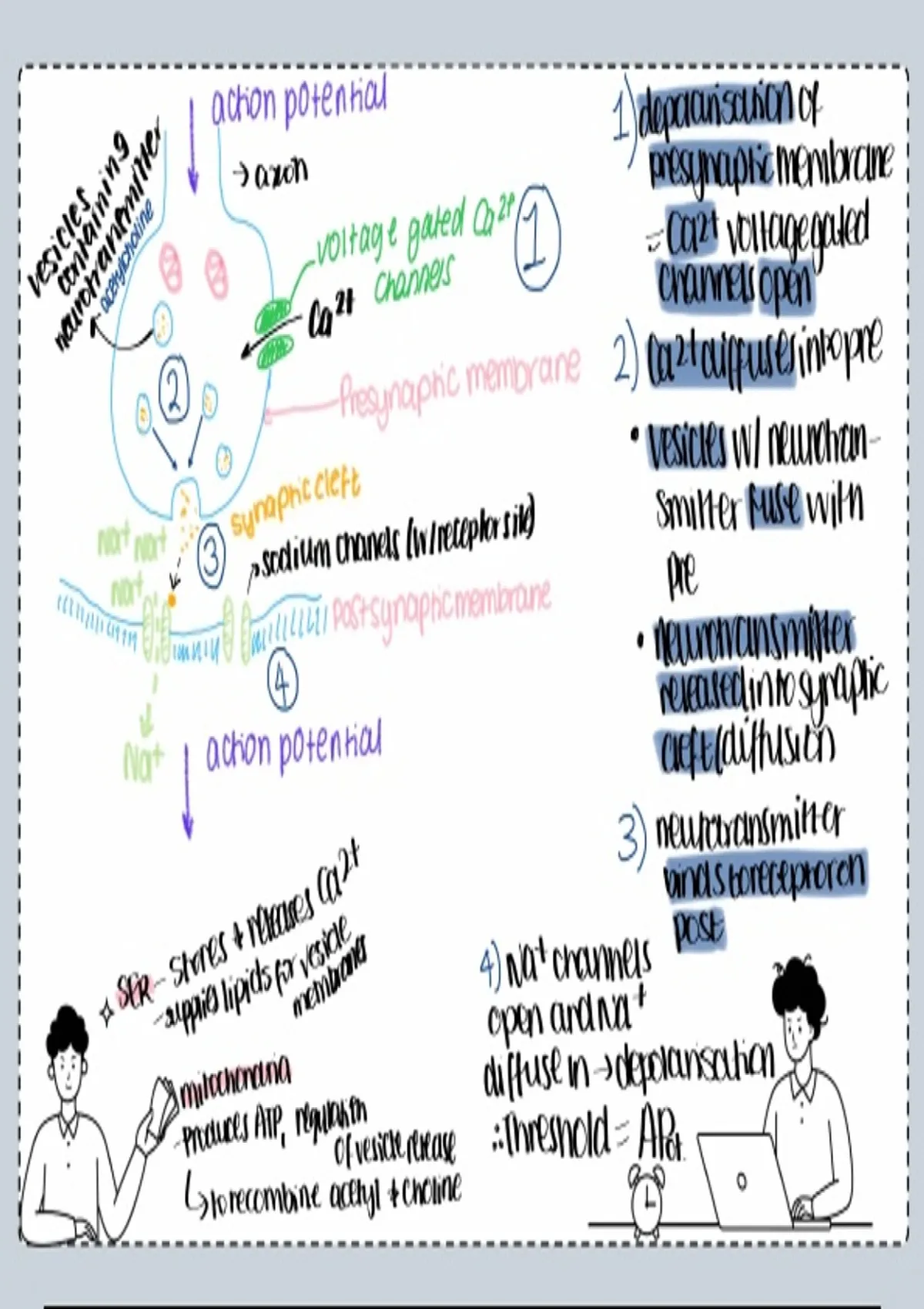 Summary A-Level Biology Nervous Coordination Notes – AQA - Unit 6 ...