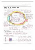 Summary Parts of Human Eye - with detailed diagram & good handwriting ...