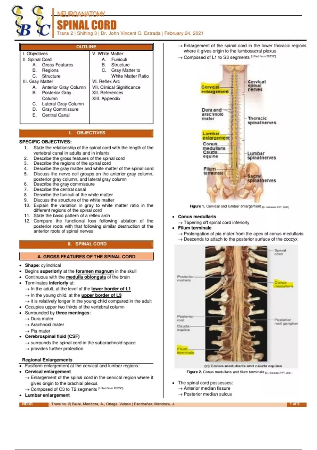 NEUROANATOMY- SPINAL CORD Summary - NEUROANATOMY- SPINAL CORD - Stuvia US