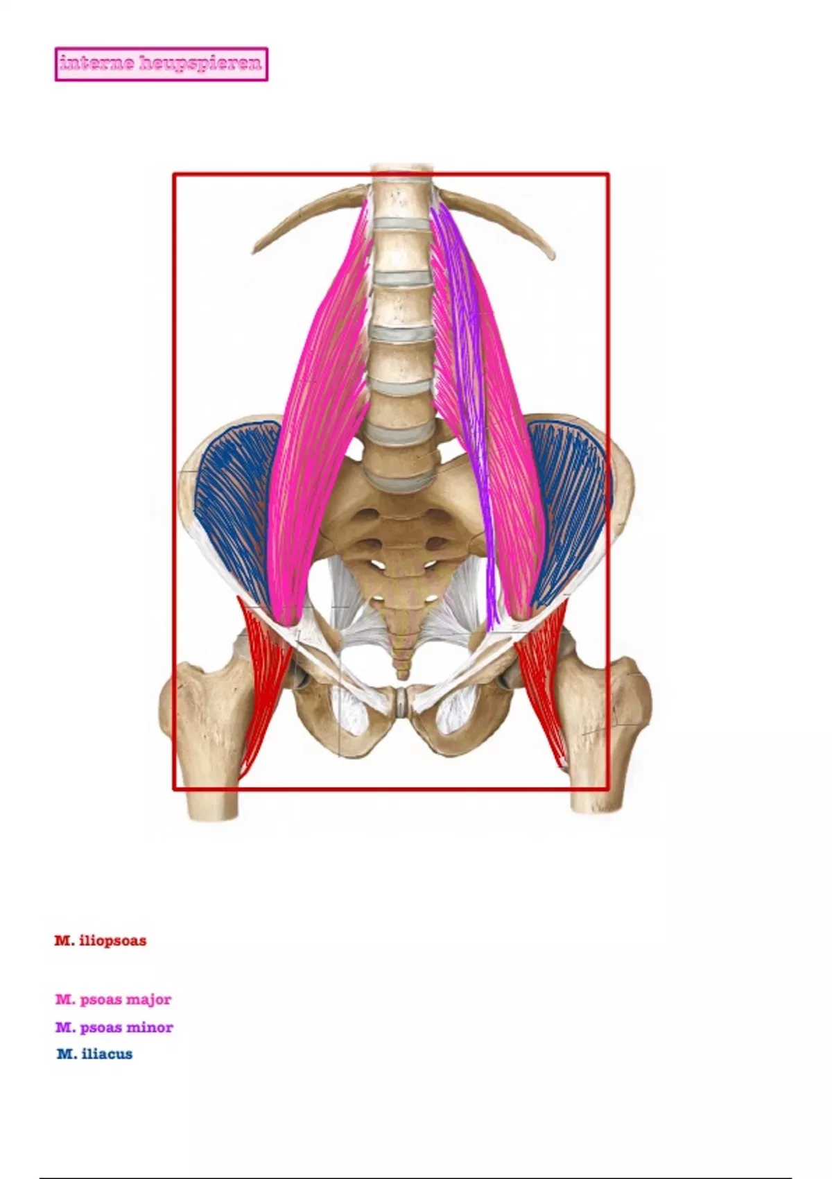 Anatomie : myologie - getekende spieren van het onderste lidmaat ...