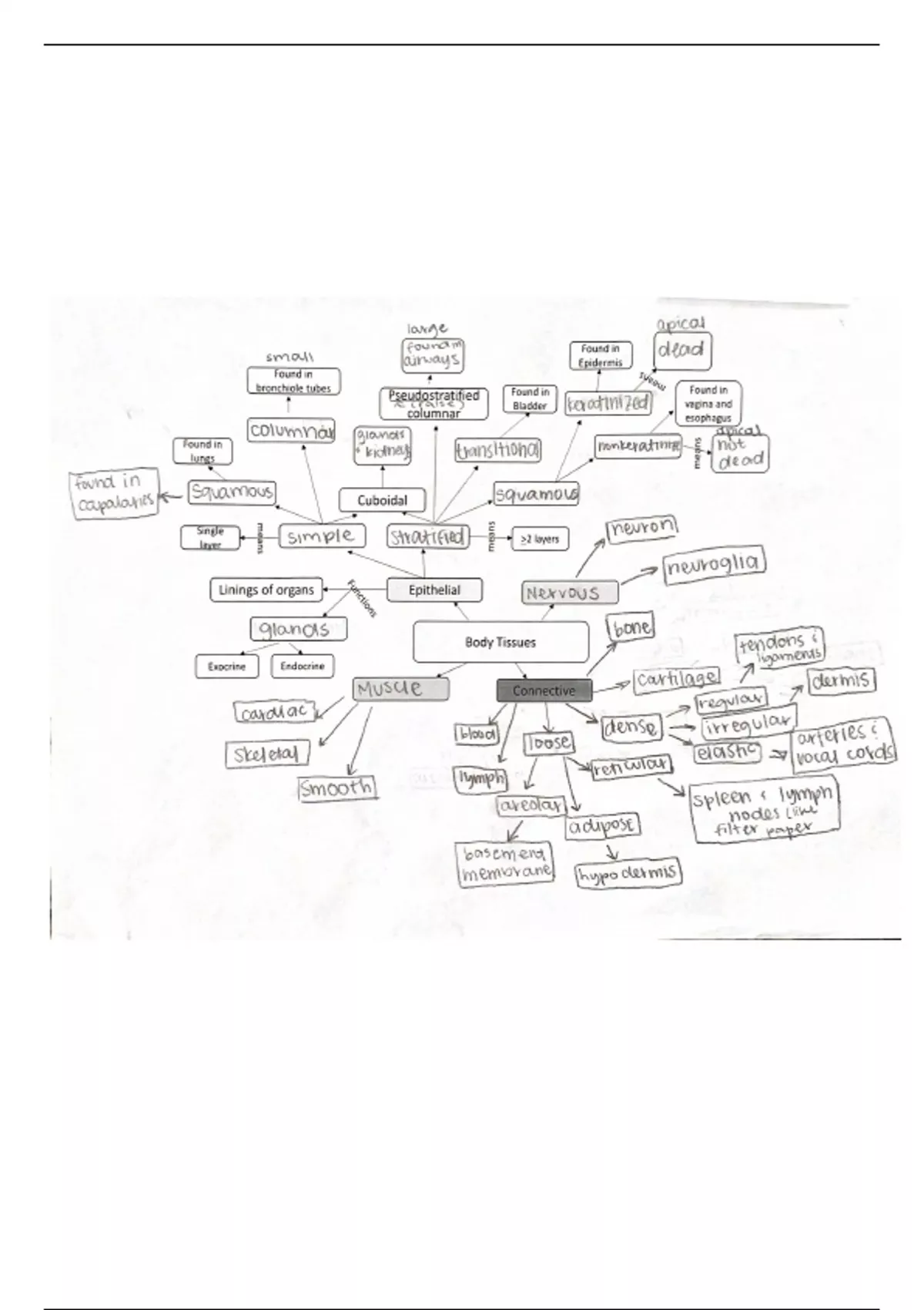 Summary Types of Tissues and their Cells - Mind Map - BIO 137 - Stuvia US