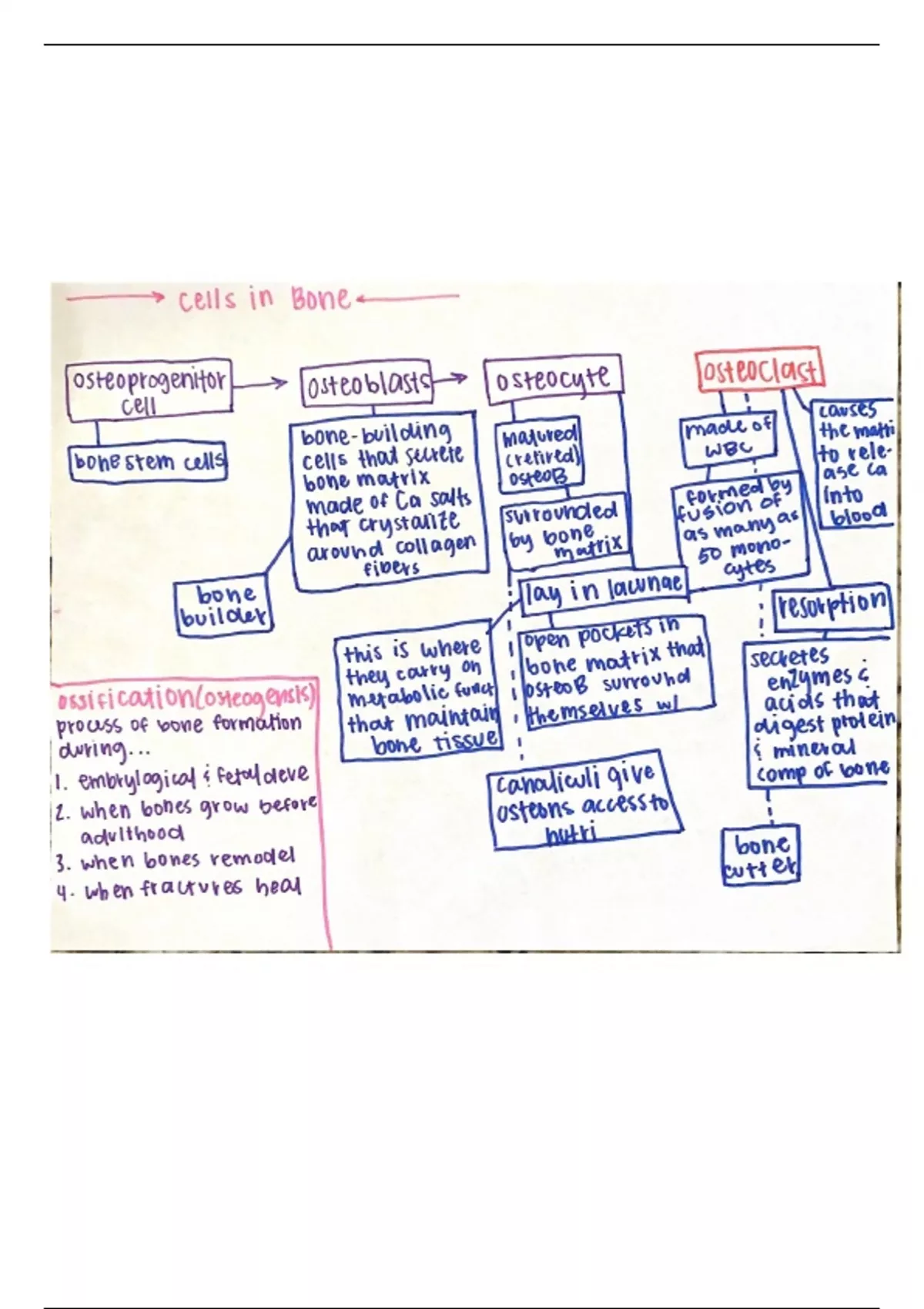 Summary Lifecycle/Types of Bone Cells - BIO 137 - Stuvia US