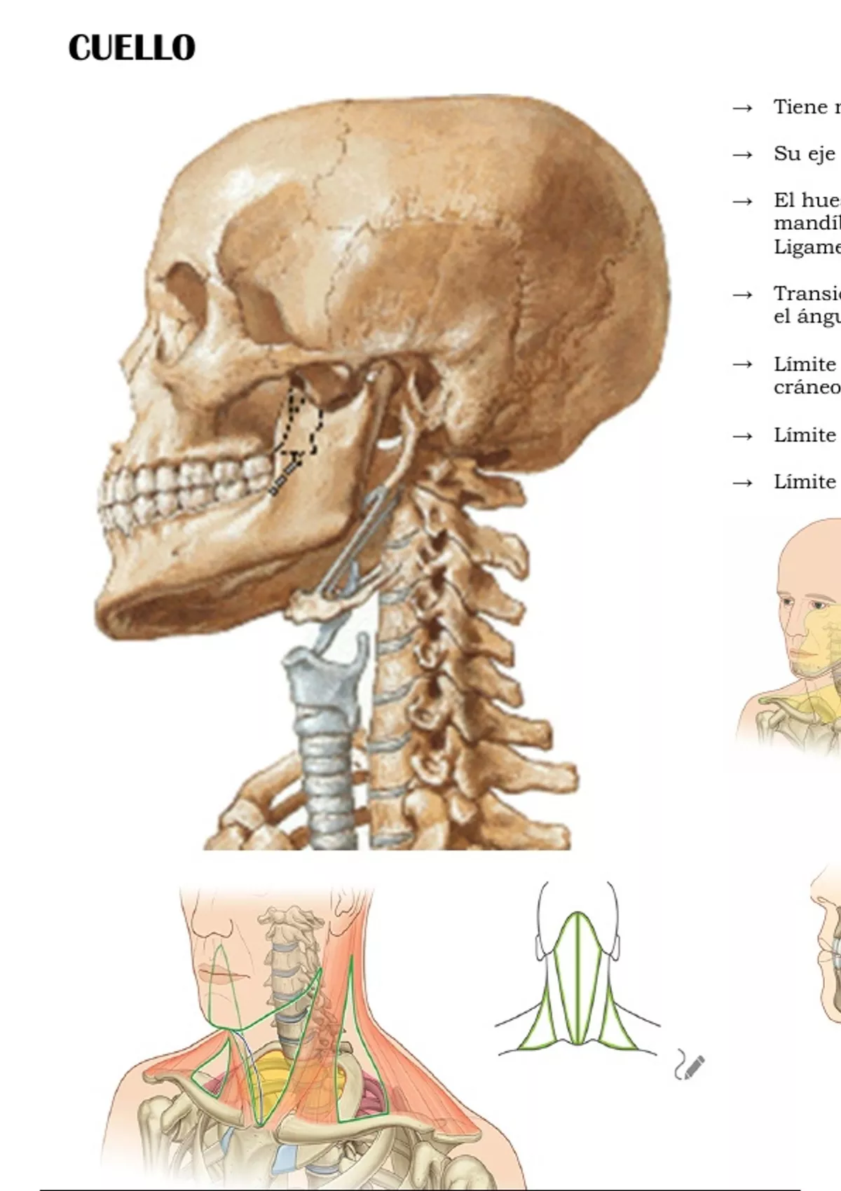 Sumario Anatomía del cuello - 3446 (ANATOMíA) - Stuvia US