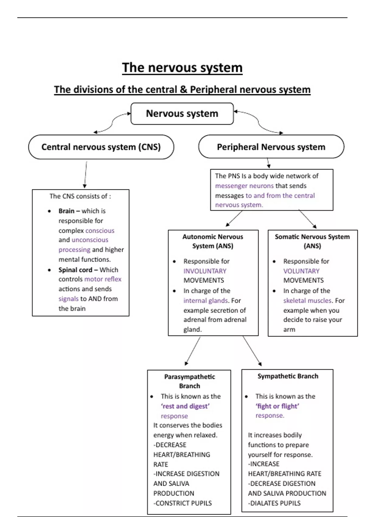 Summary A Level Psychology Divisions of the Nervous Systems ...