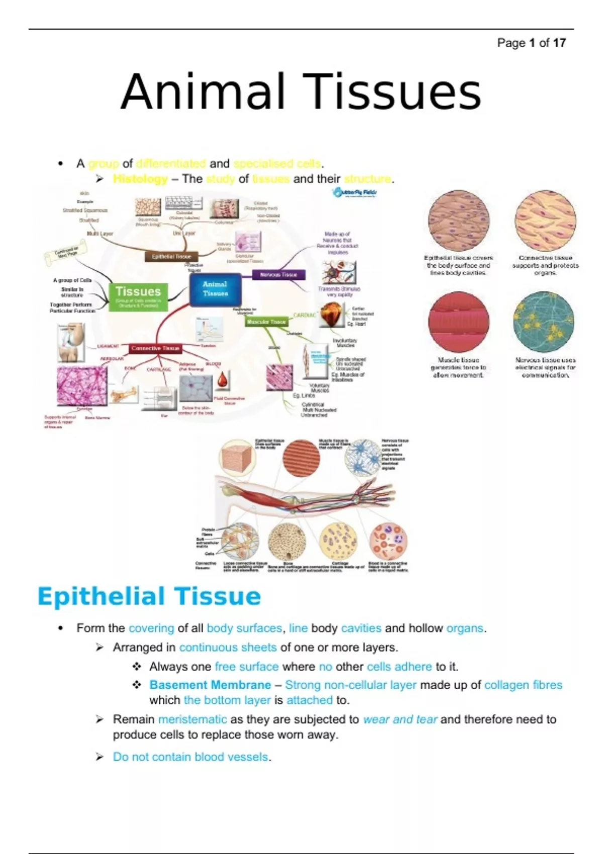 Summary IEB LIFE SCIENCE GRADE 10 STUDY NOTES - ANIMAL TISSUES - Life ...