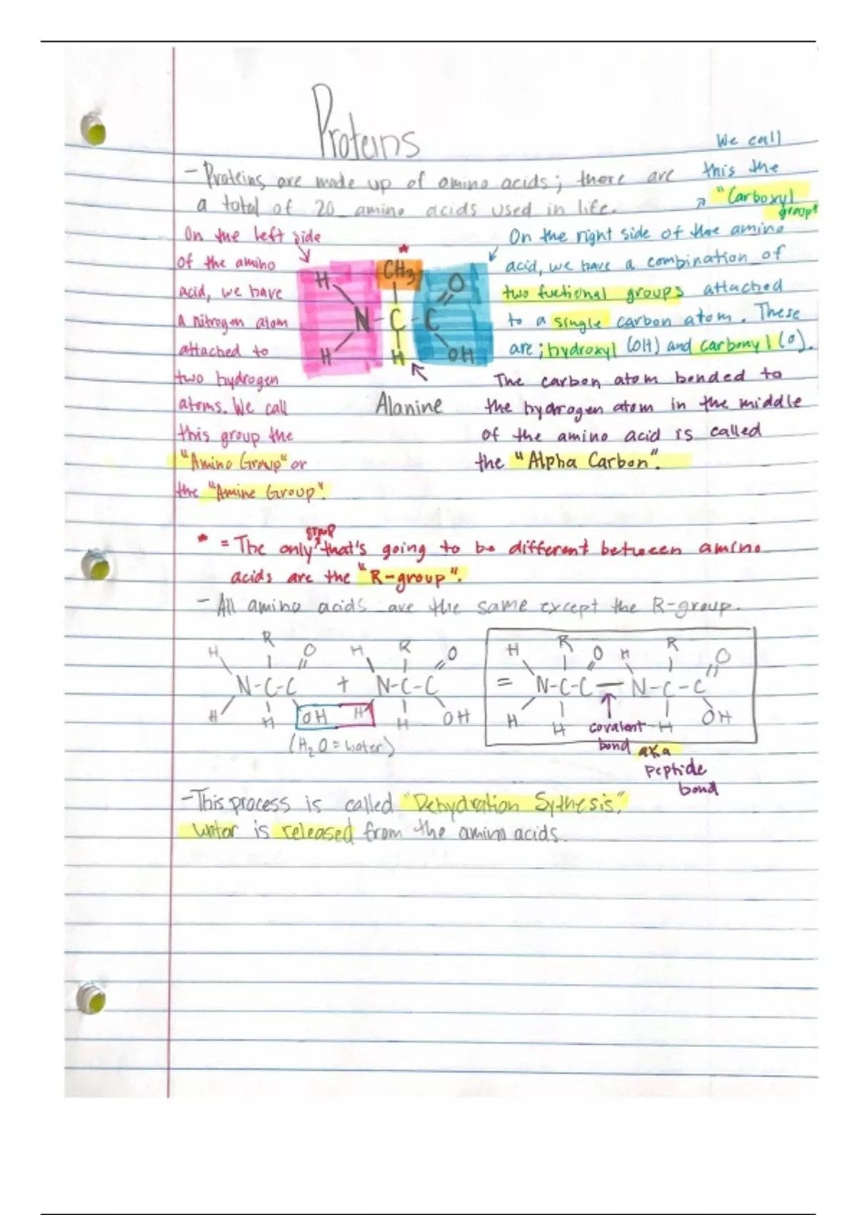 Summary AP Biology: Everything to Know About Proteins 2023 - Biology ...