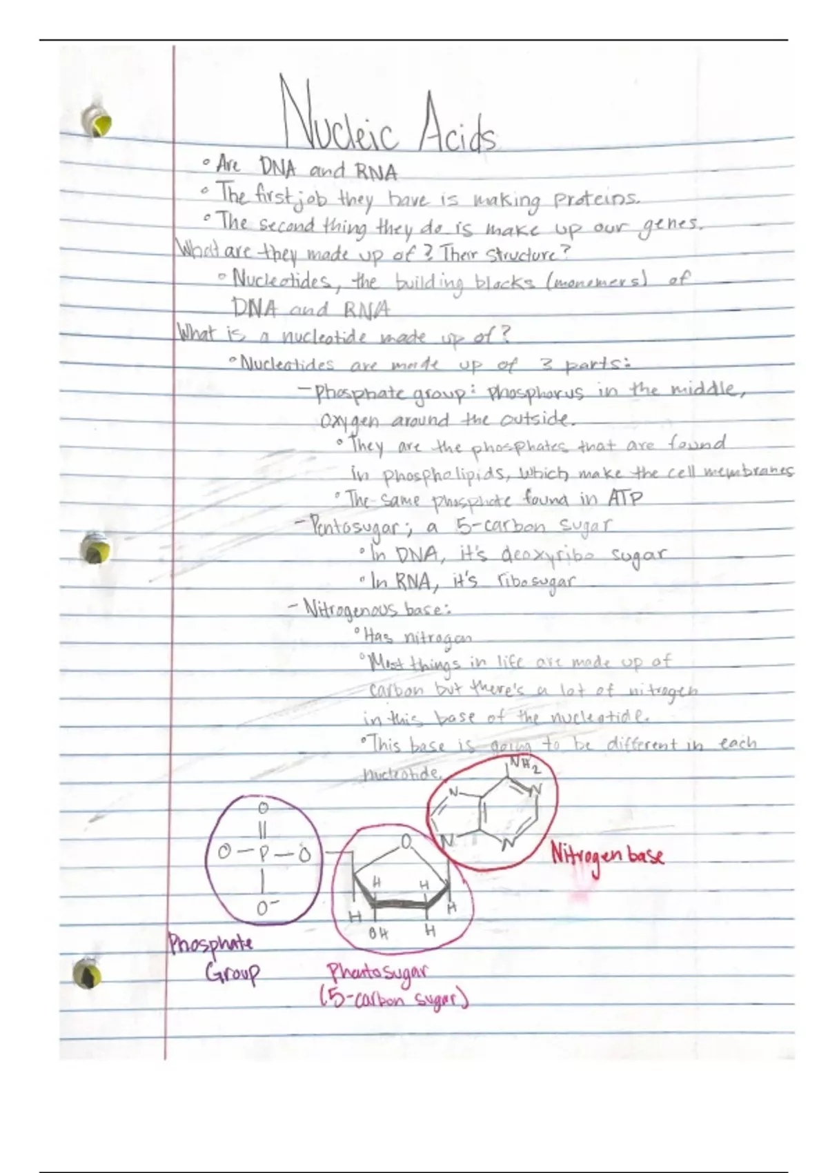 Summary DNA, RNA, and Nucleic Acids 2023 - Biology - Stuvia US