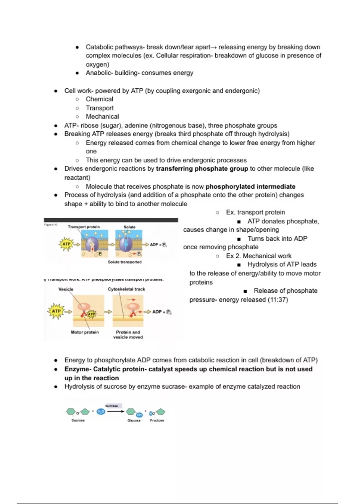Biology Chapter 6 Notes- Introduction to Metabolism - Biology - Stuvia US