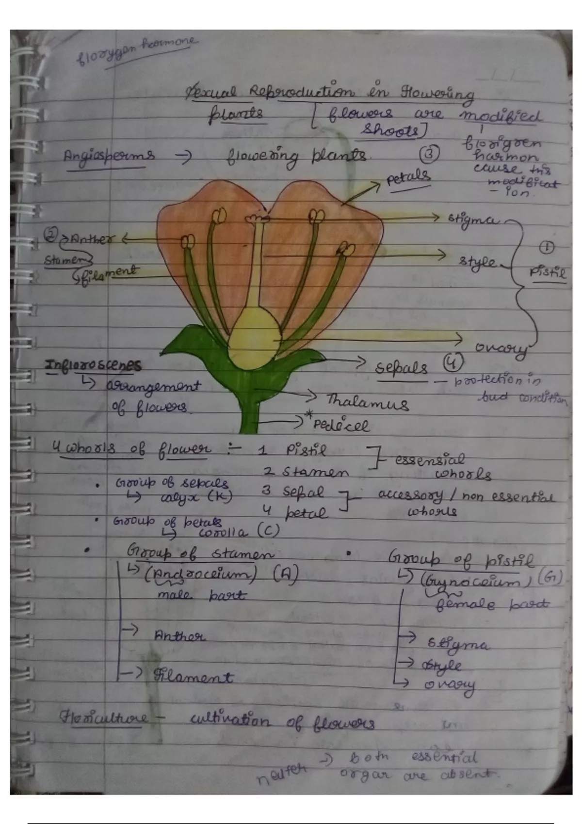 Botany class 12 chapter -Sexual Reproduction in Flowering plants ...