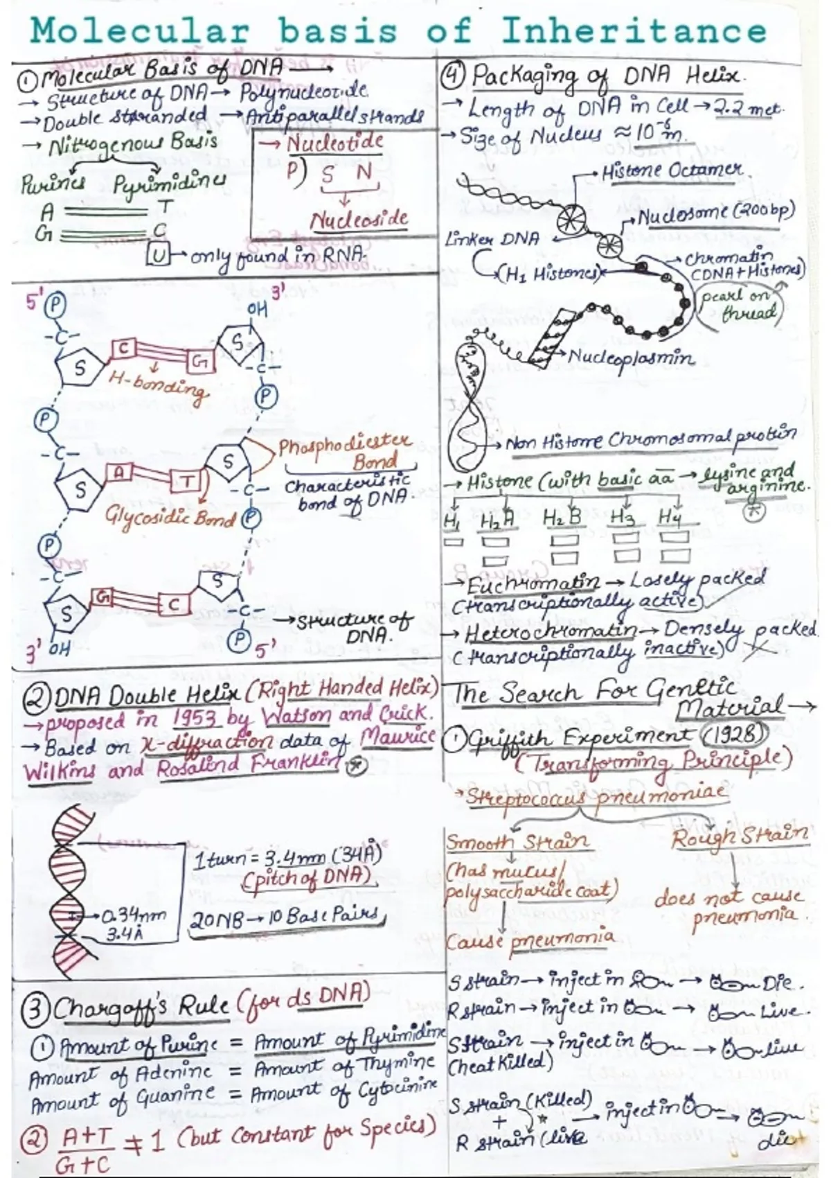 Neet notes 2024 molecular basis of inheritance - Neet - Stuvia US