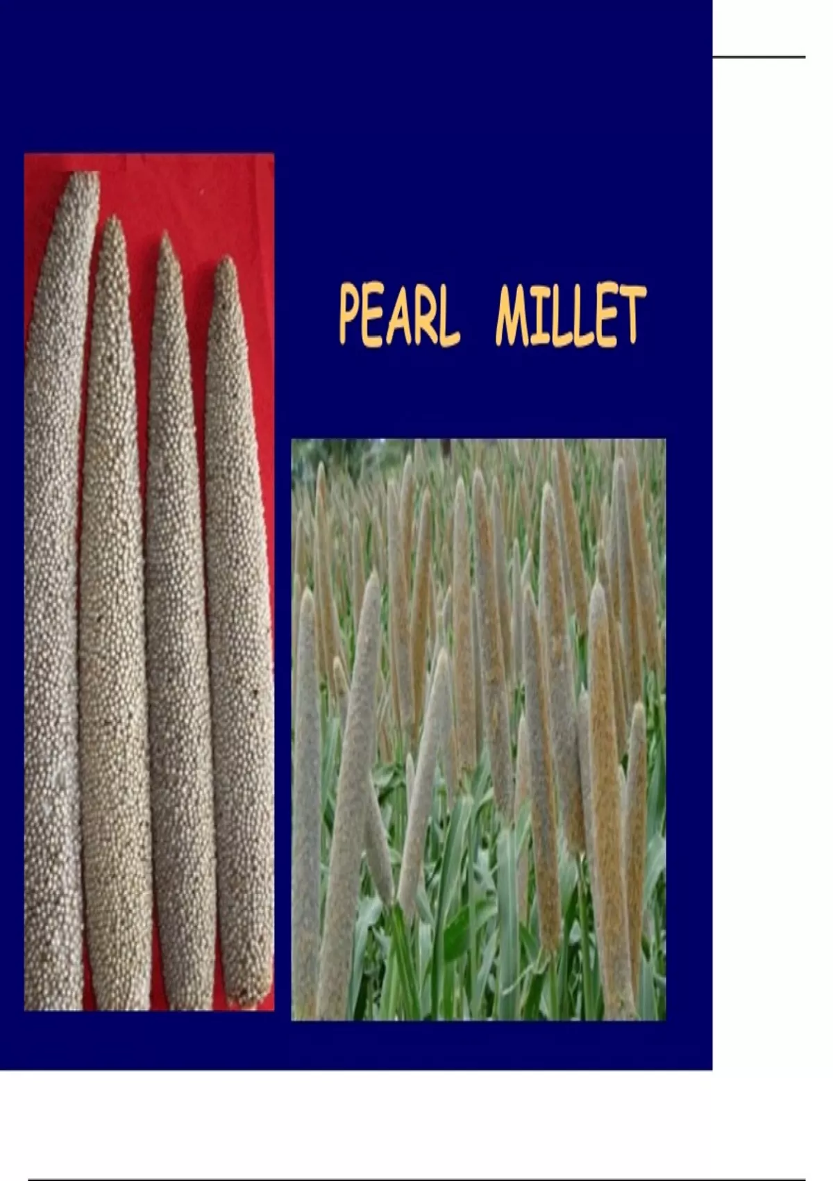 Pearl millets family - Agri - Stuvia US