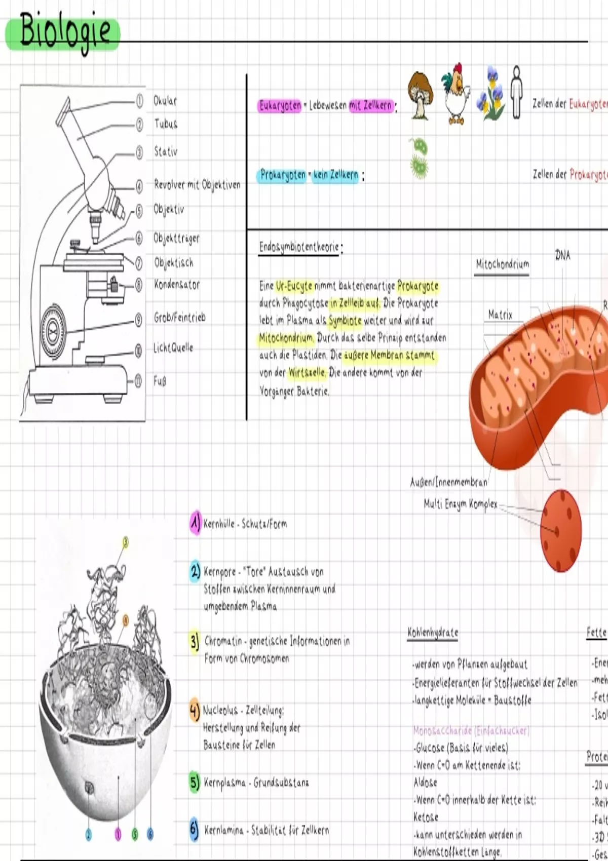 Zusammenfassung Biologie E - Phase (11.Klasse) - Zellen, Enzyme ...