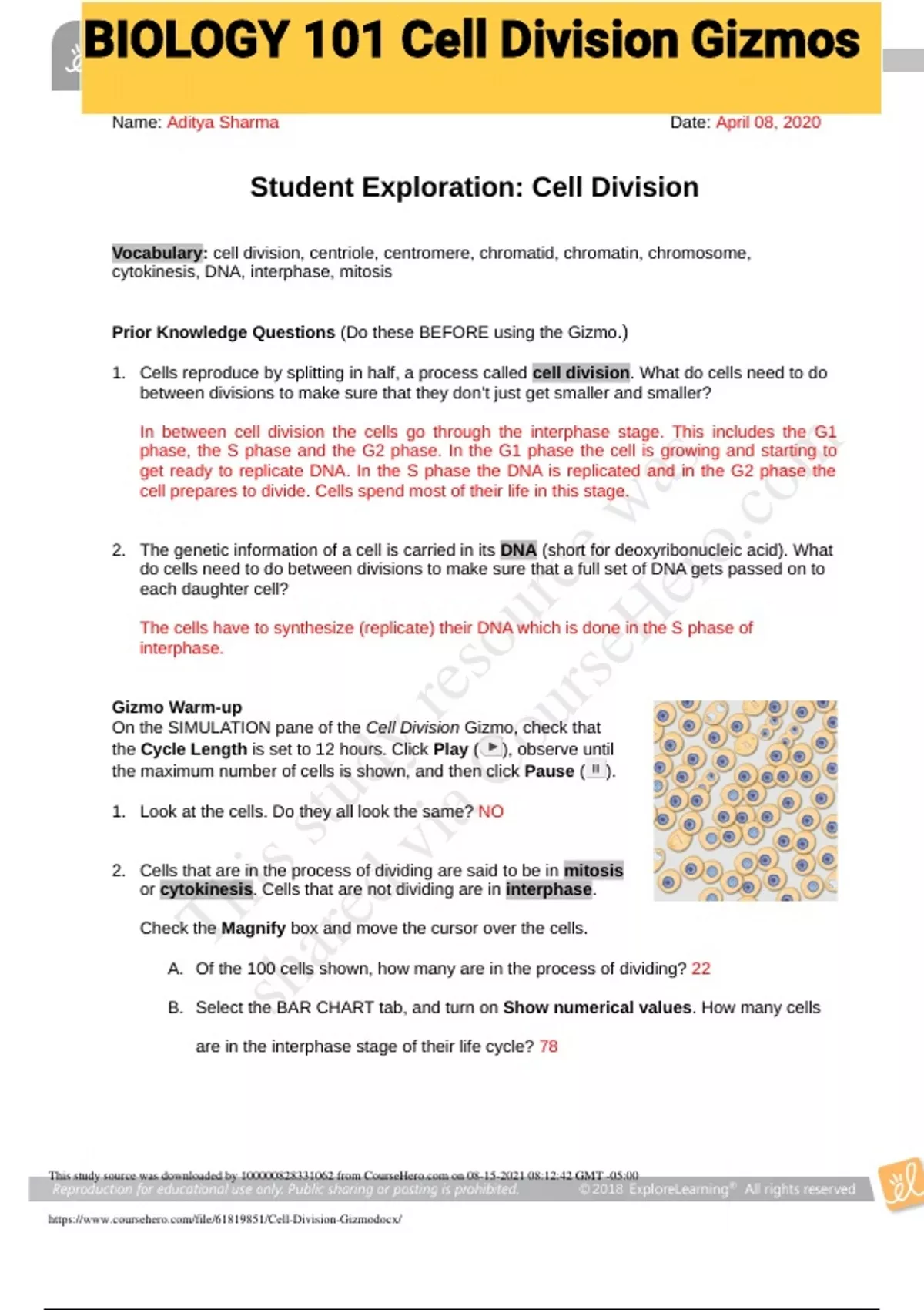 BIOLOGY 101 Cell Division Gizmos - Nursing (BIOLOGY101) - Stuvia US