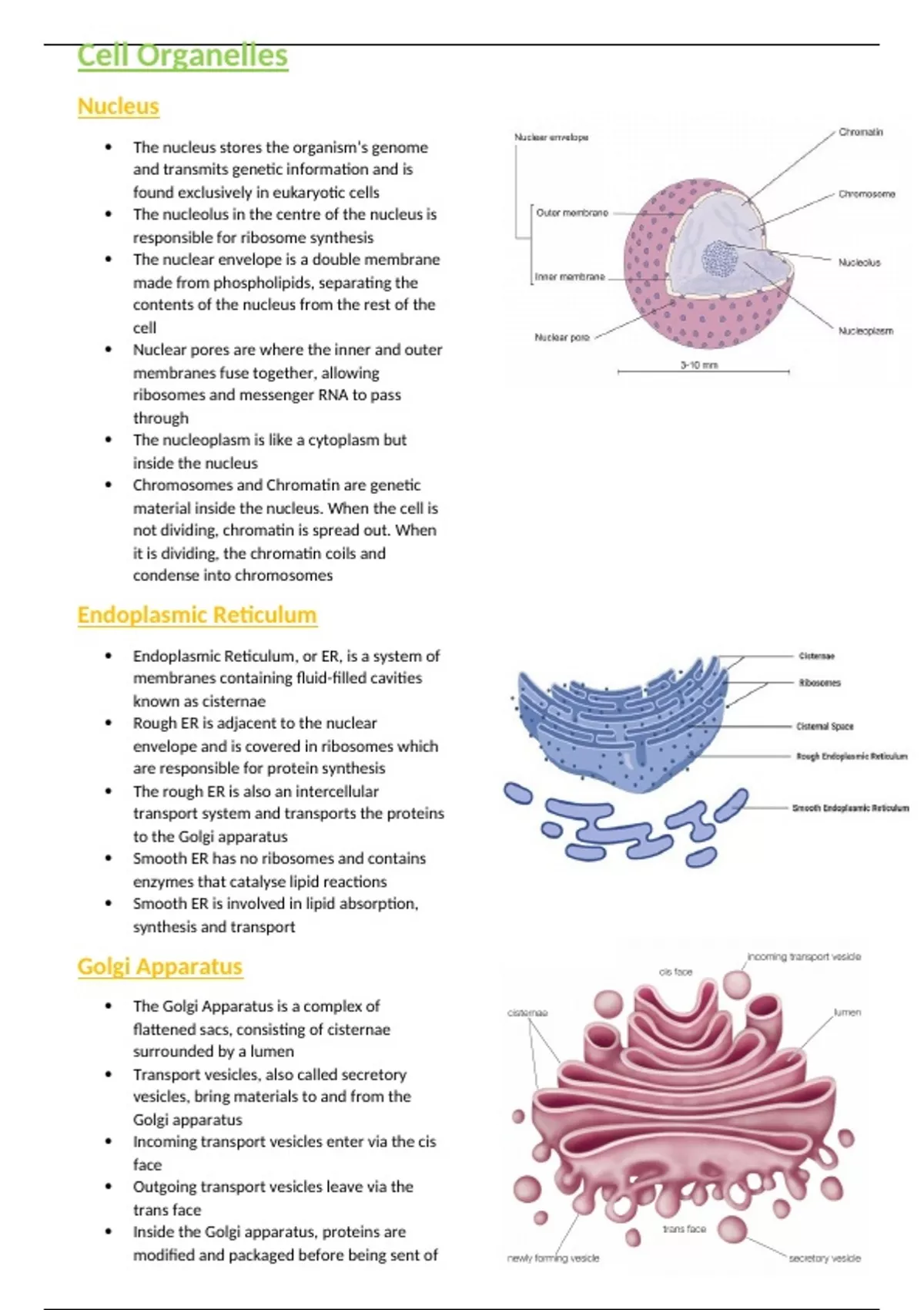 Summary OCR A/AS-Level Biology 2.1.1 Cell Organelles - 2.1 Cell ...