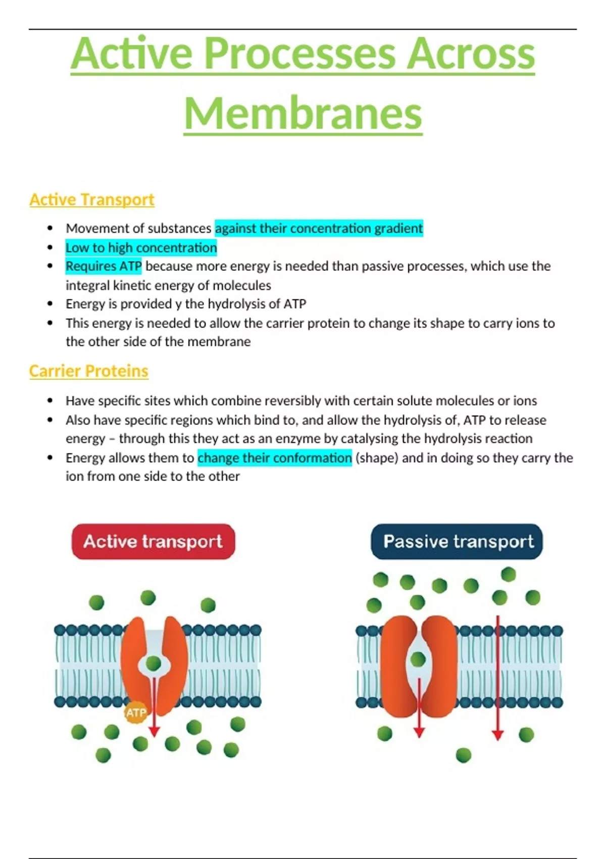 Summary OCR A/AS-Level Biology 2.5.4 Active Processes Across Membranes ...