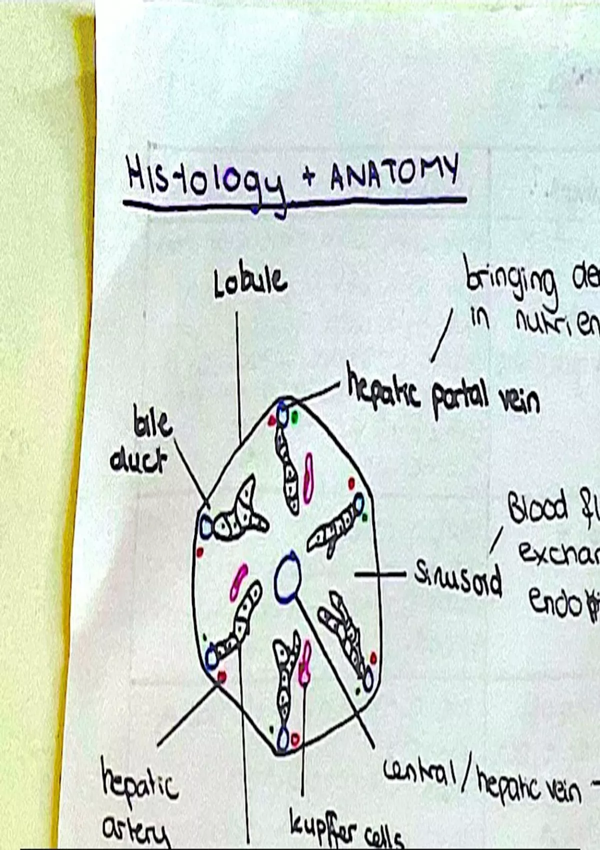 liver excretion summary mindmap - AS Unit F211 - Cells, Exchange and ...
