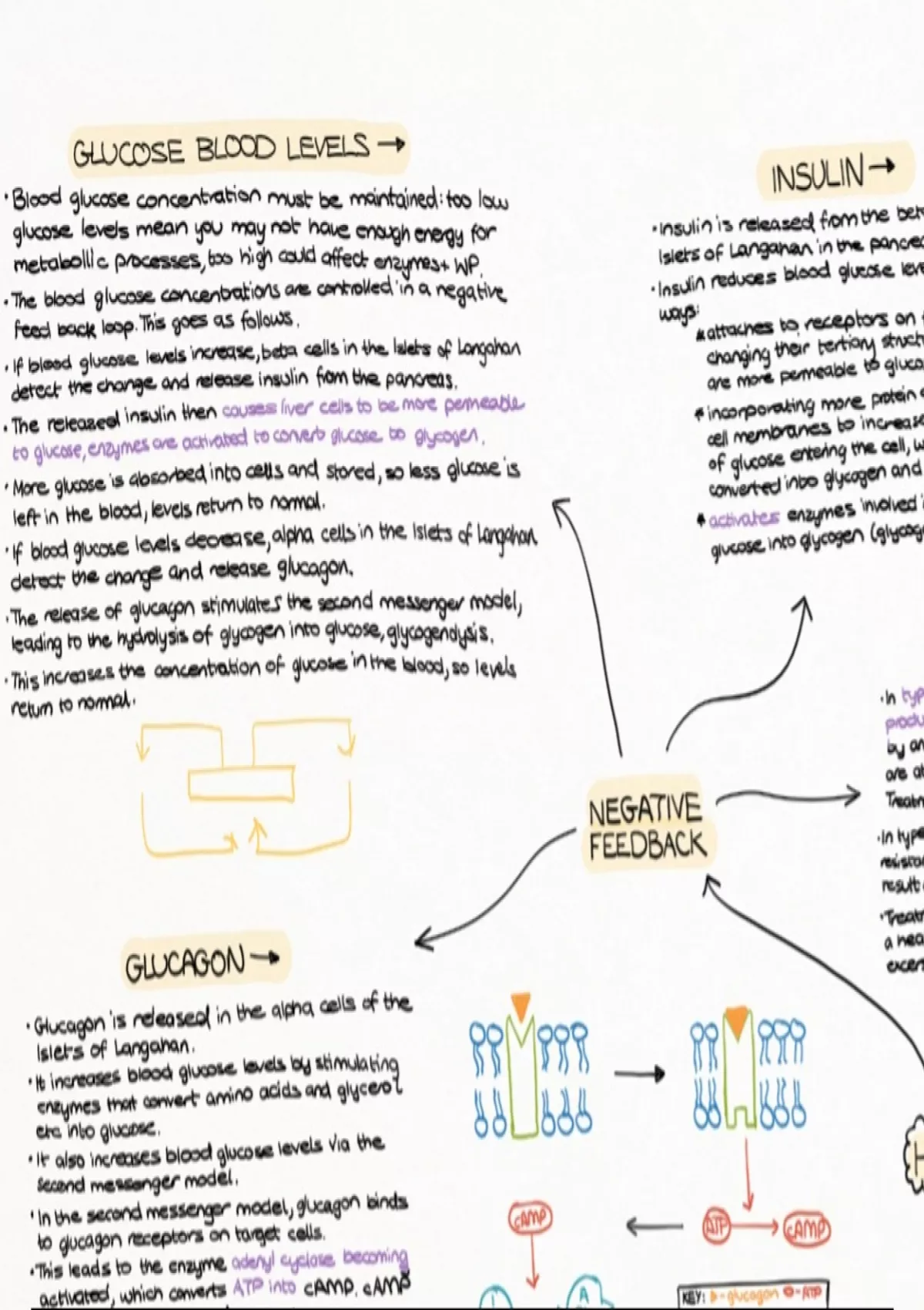 Summary AQA A Level Biology - Homeostasis Notes - Unit 6 - Organisms ...
