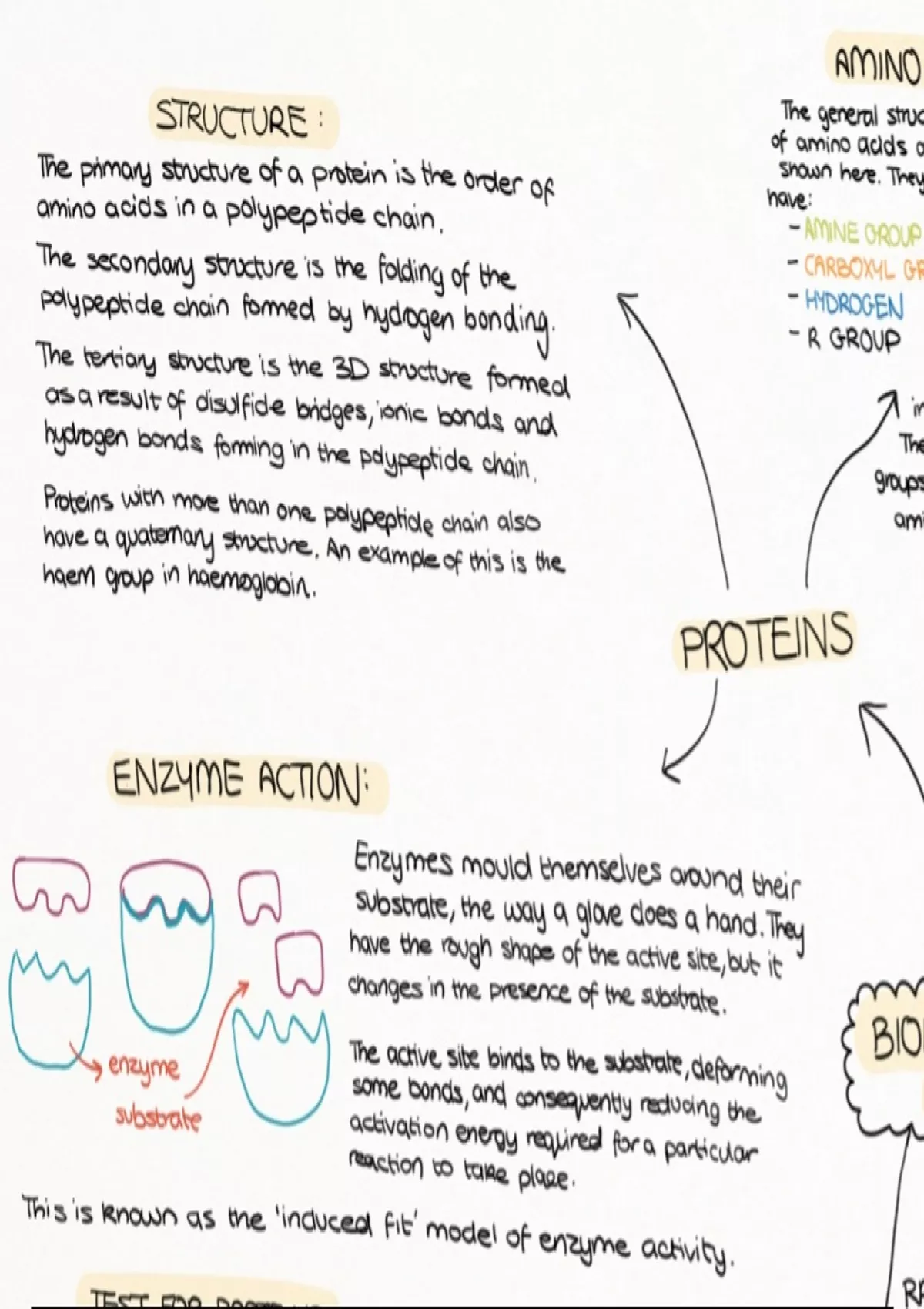 Summary Aqa A Level Biology Biological Molecules Mindmap Unit 1