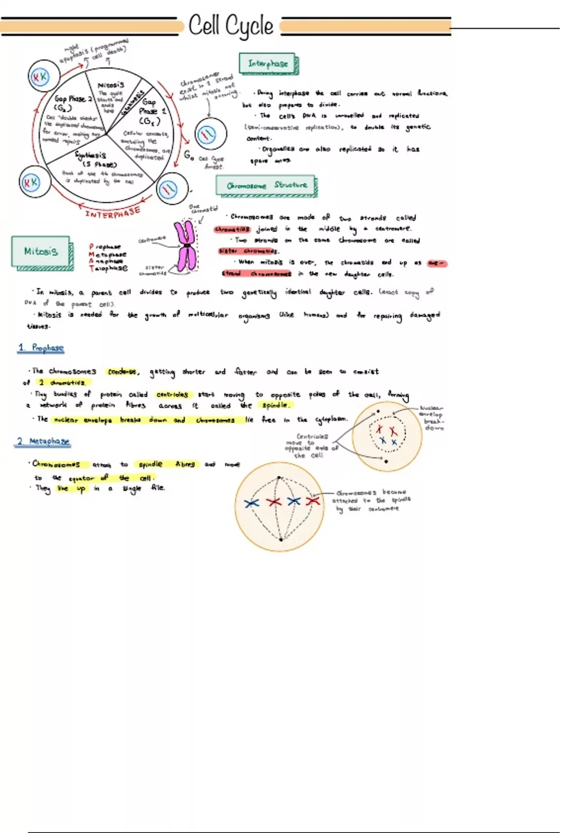 Summary AQA ALEVEL BIOLOGY NOTES ON CELL CYCLE AS LEVEL - Unit 2 ...