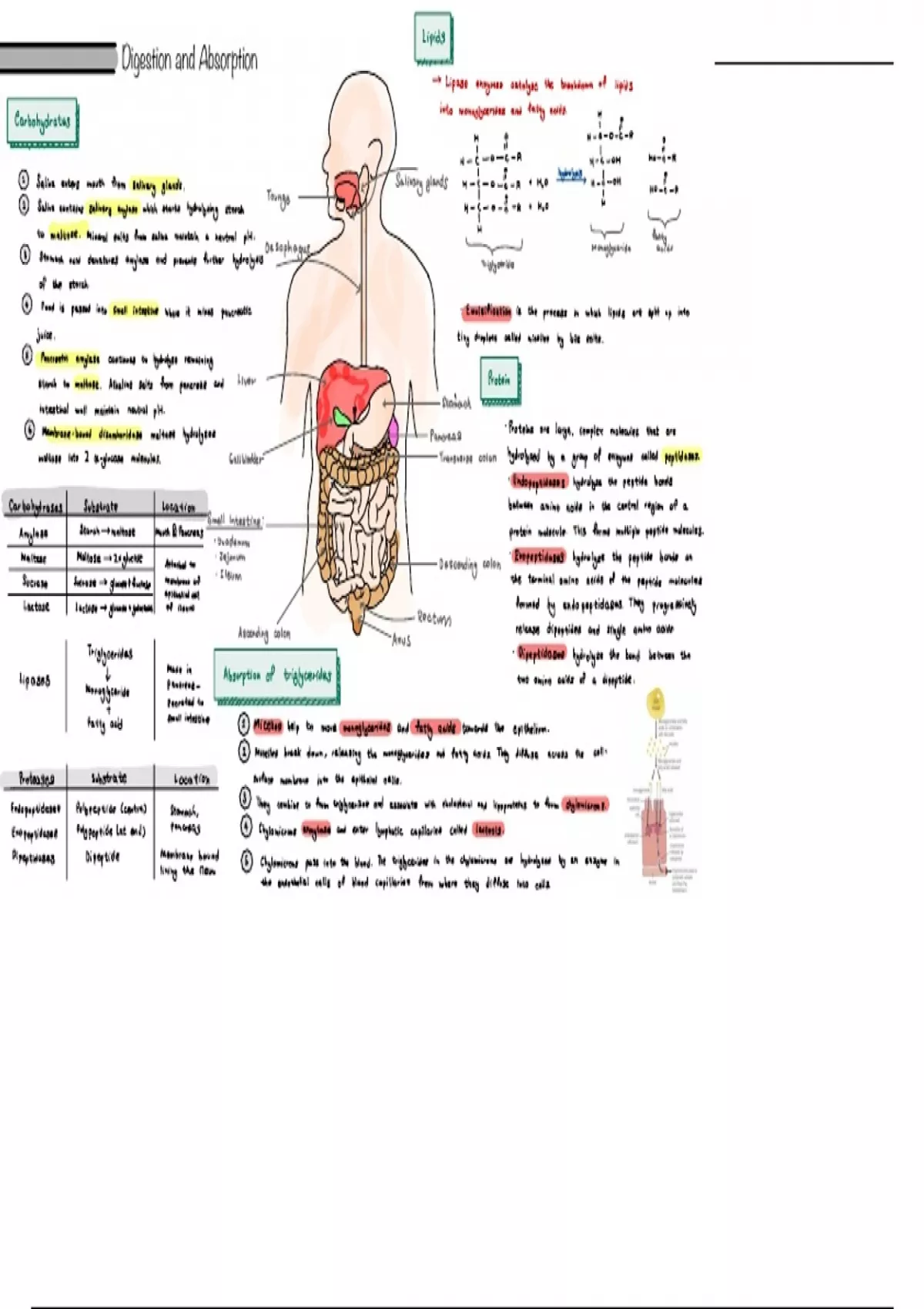 Summary AQA ALEVEL BIOLOGY NOTES ON DIGESTION AND ABSORPTION - Unit 3 ...