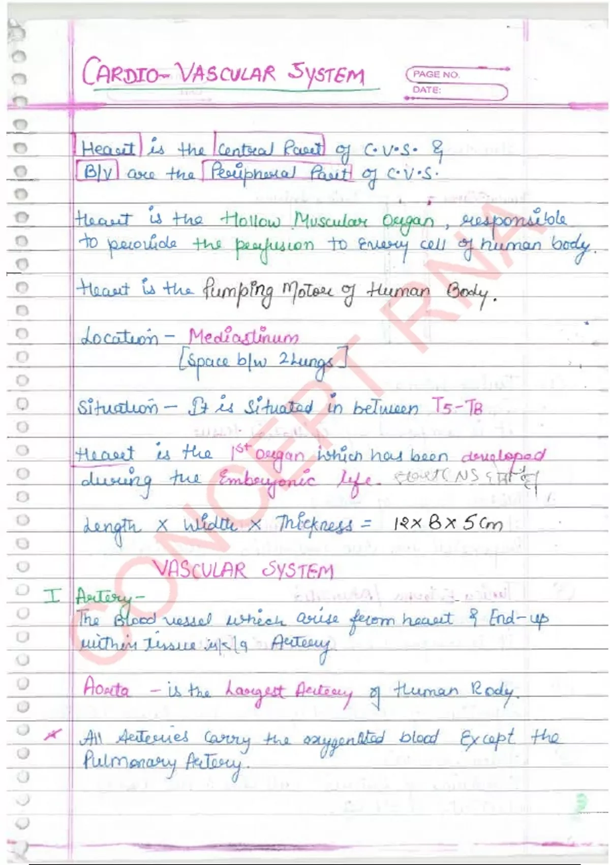 CARDIO VASCULAR SYSTEM complete nursing notes - Nursing BSN - Stuvia US