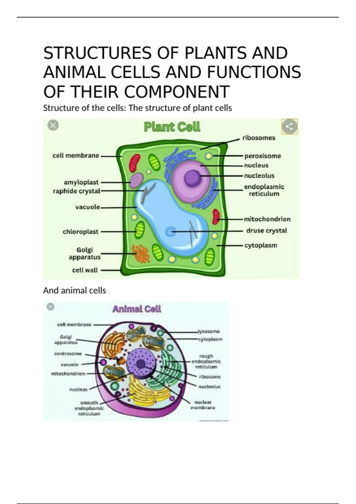 structure of plant and animal cells biology note - BIOLOGY - Stuvia US