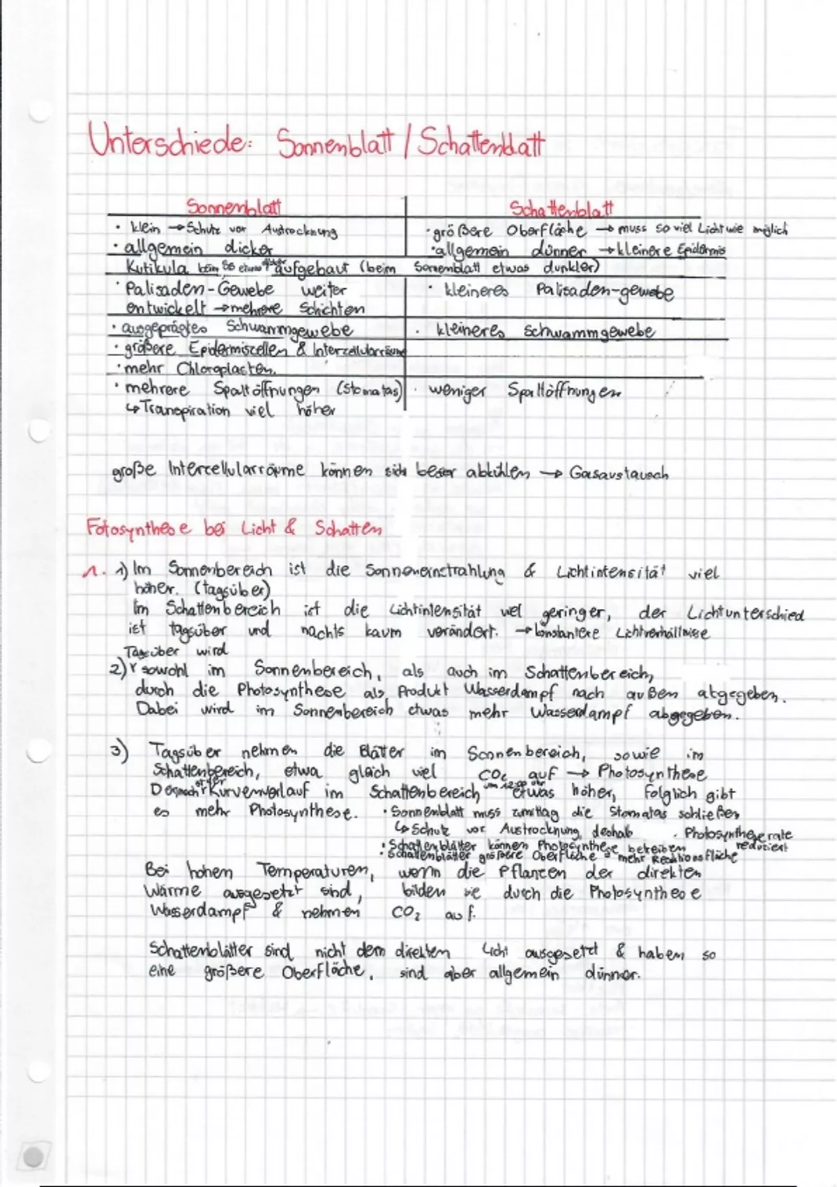 Zusammenfassung Fotosynthese: Unterschiede Sonnenblatt und ...