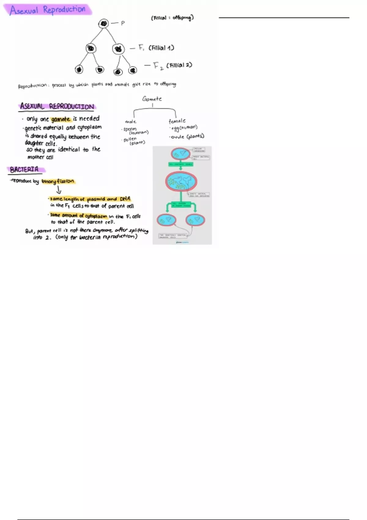 IGCSE Biology notes - Asexual Reproduction - Biology - Stuvia US