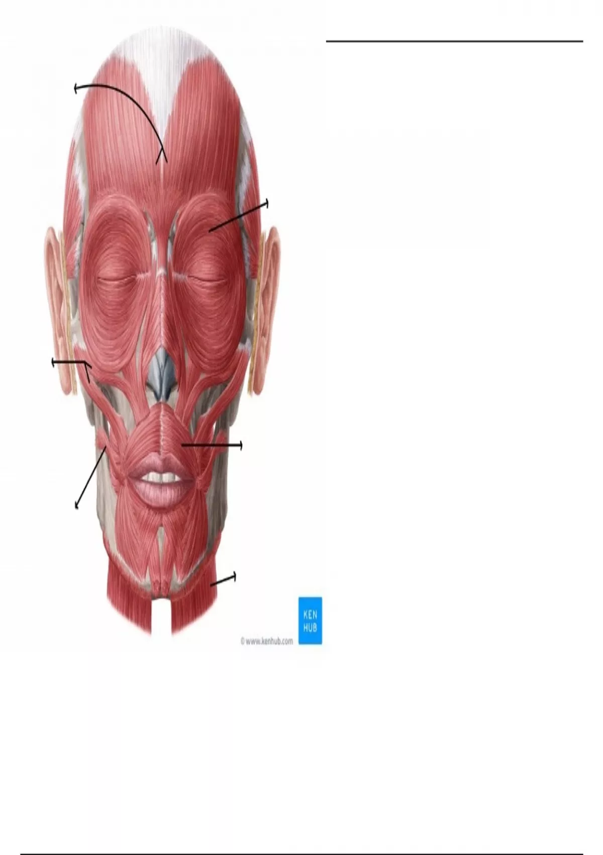 Muscles of Facial Expression - Labeling Diagram - ANAT 231 (ANAT231 ...