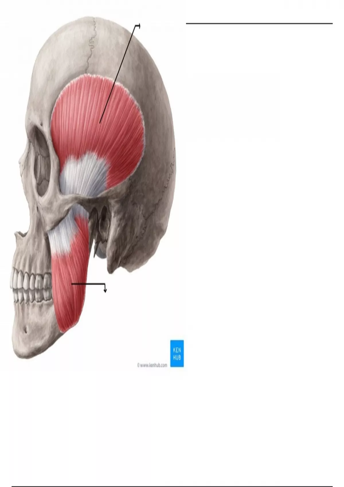Muscles of Mastication - Labeling Diagram - ANAT 231 (ANAT231) - Stuvia US