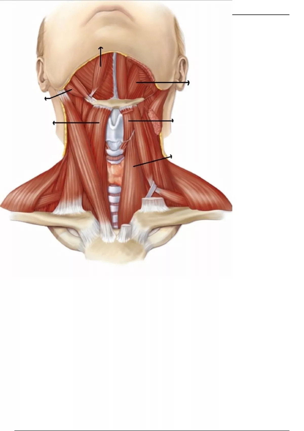 Muscles of the Hyoid - Labeling Diagram - ANAT 231 (ANAT231) - Stuvia US