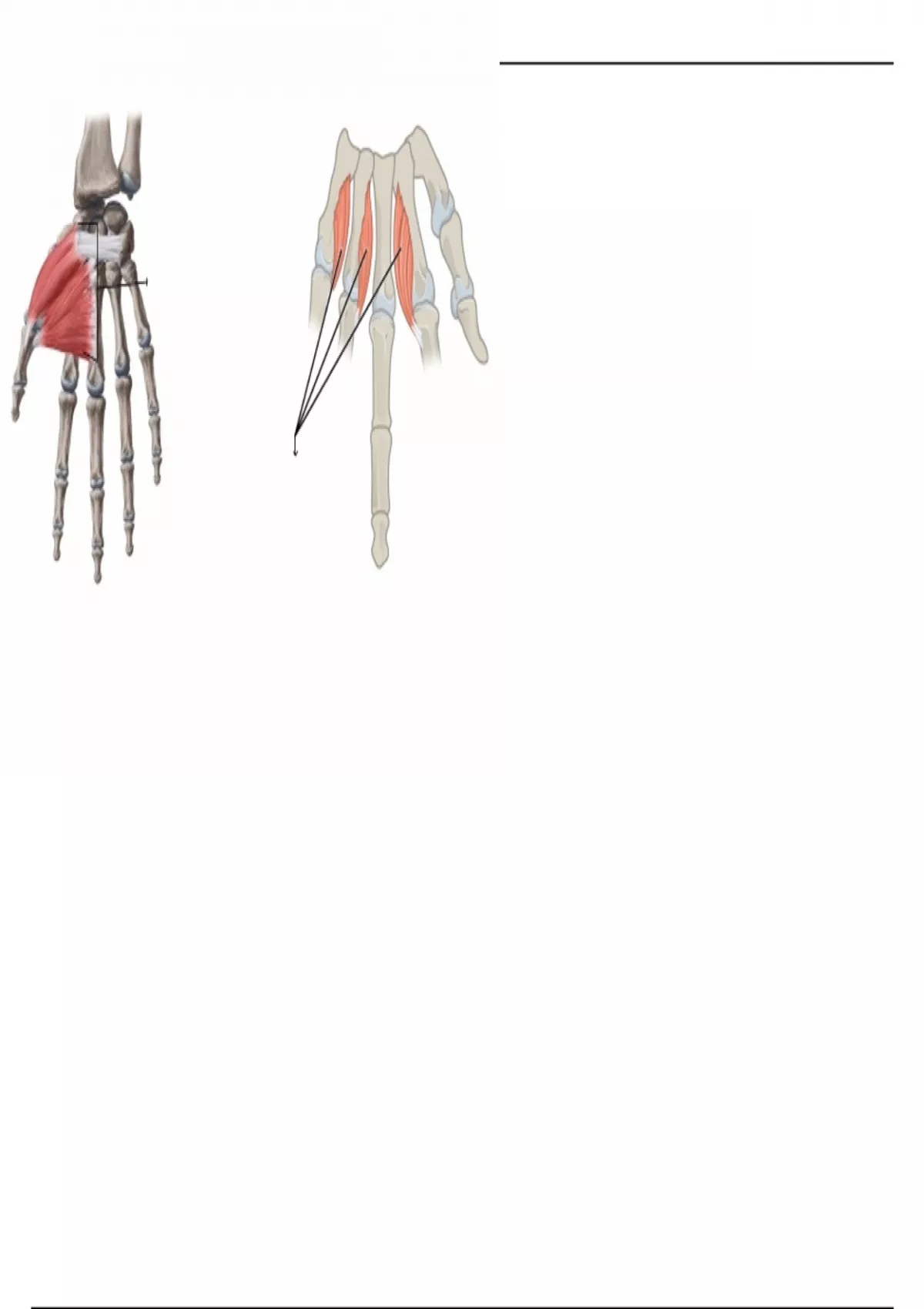 Muscles of the Palm - Labeling Diagram - ANAT 231 (ANAT231) - Stuvia US
