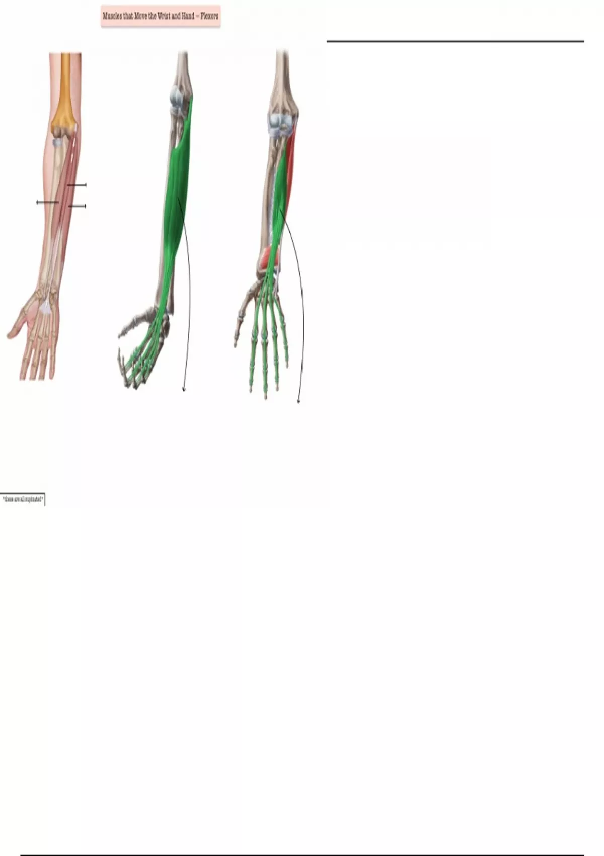 Muscles that Move the Wrist & Hand - Labeling Diagram - ANAT 231 ...