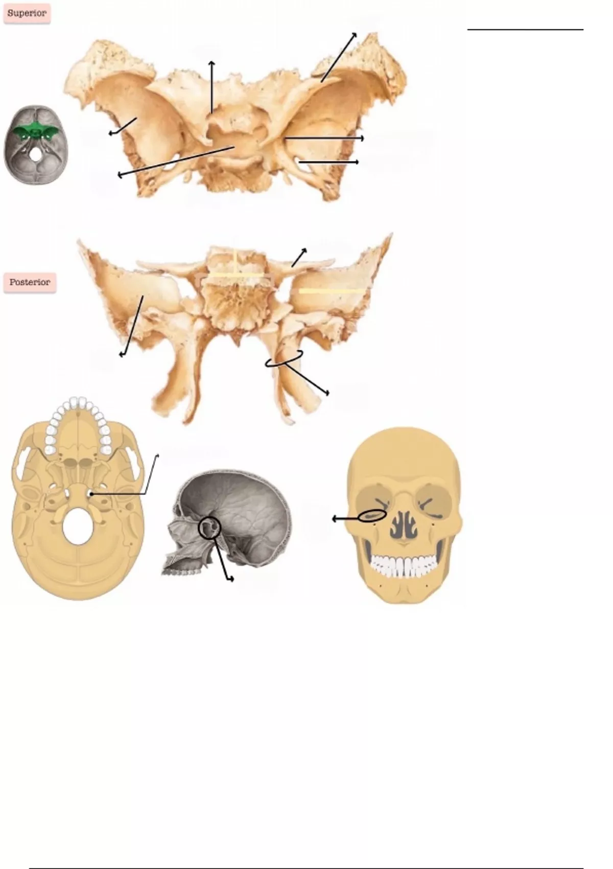 Sphenoid Bone (Cranium) - Labeling Diagram - ANAT231 (ANAT231) - Stuvia US