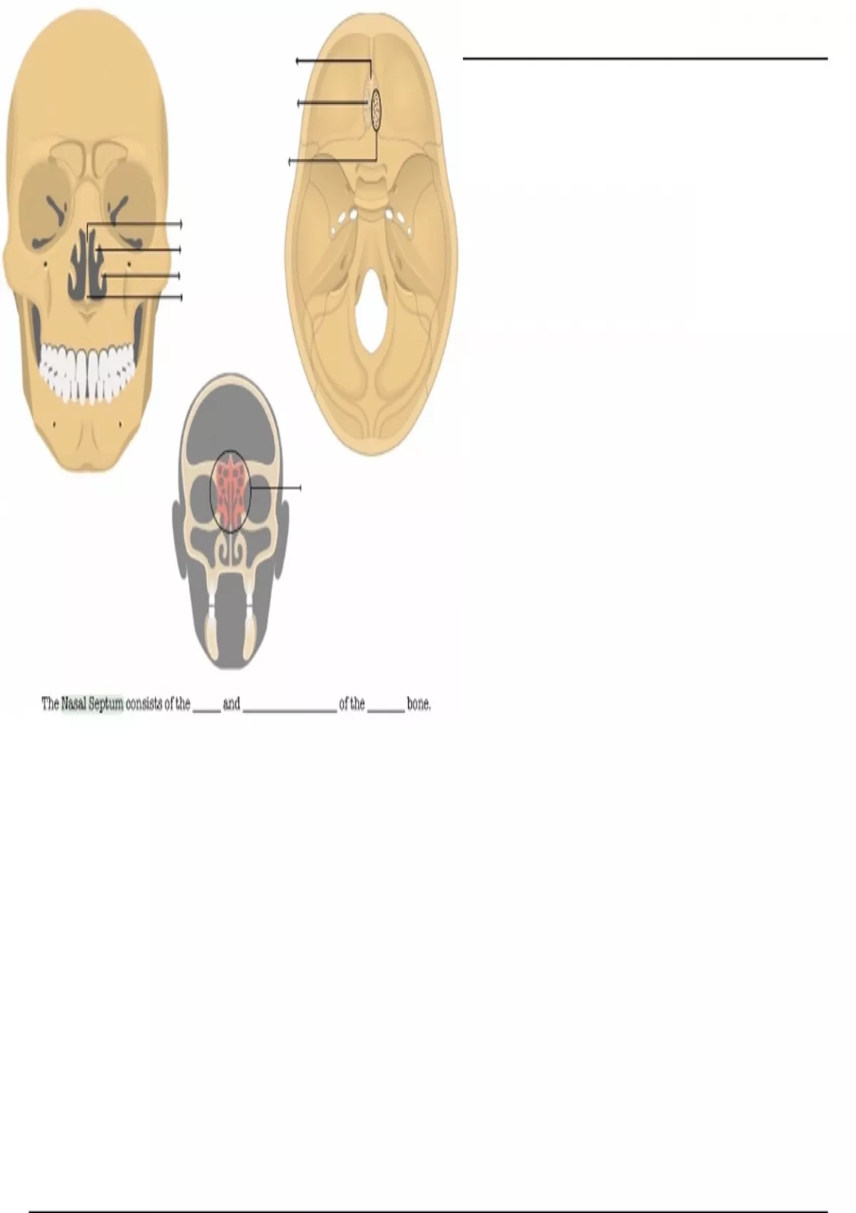 Ethmoid Bone (Cranium) - Labeling Diagram - ANAT231 (ANAT231) - Stuvia US