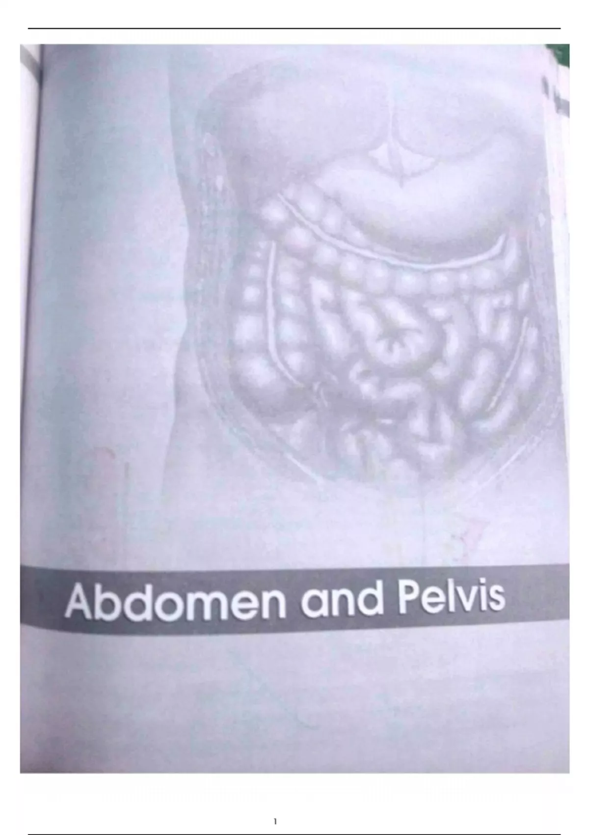 Abdomen and pelvis anatomy - Anatomy workbook of abdomen and pelvis ...