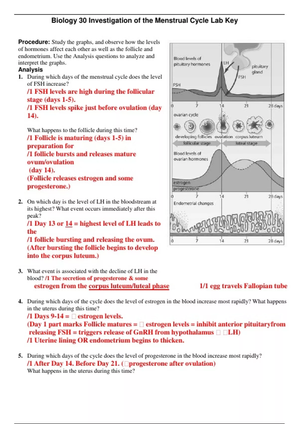 Biology 30 Investigation of the Menstrual Cycle Lab Key. - Biology 30 ...