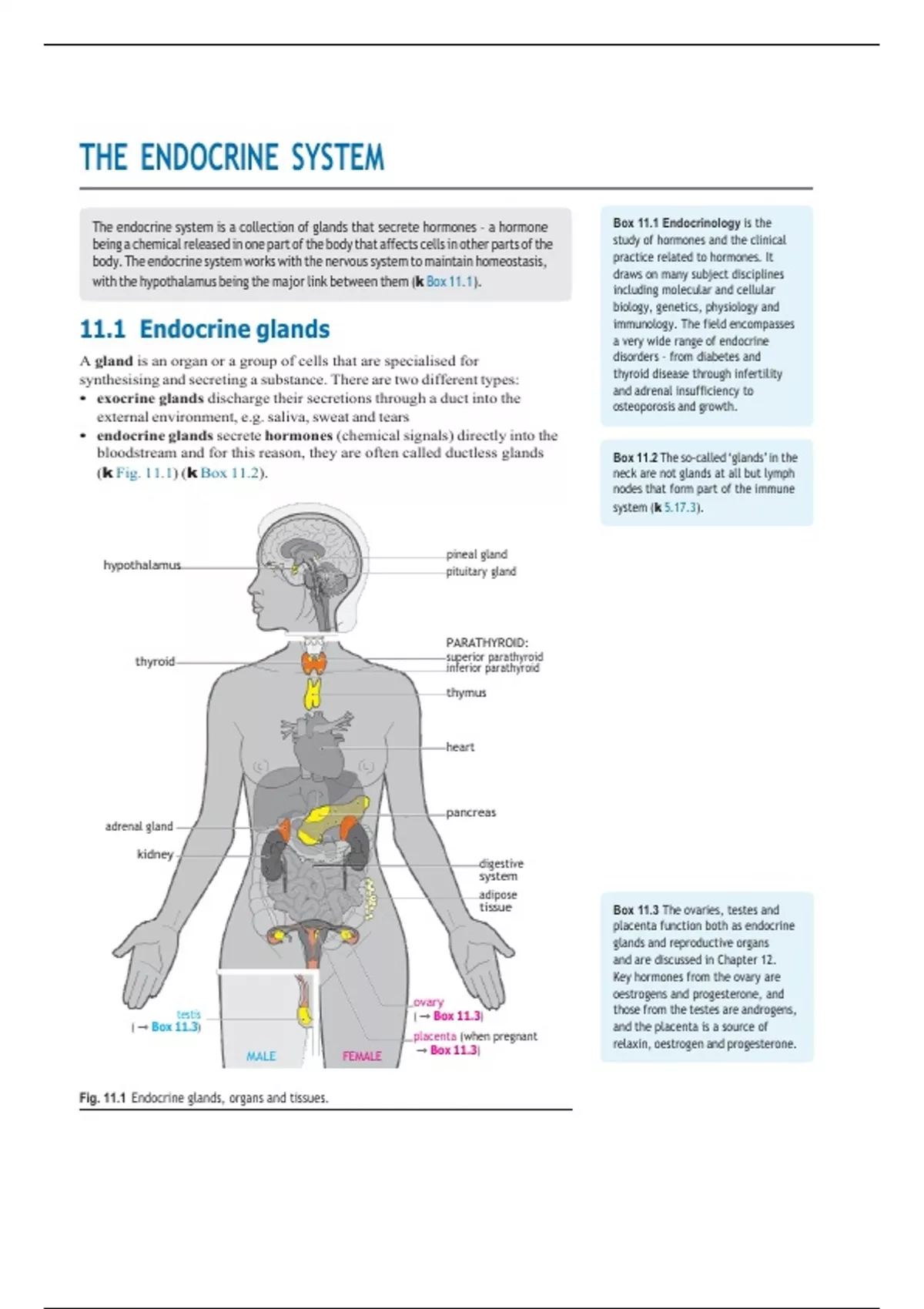 THE ENDOCRINE SYSTEM Quick summary - CNA - Certified Nursing Assistant ...