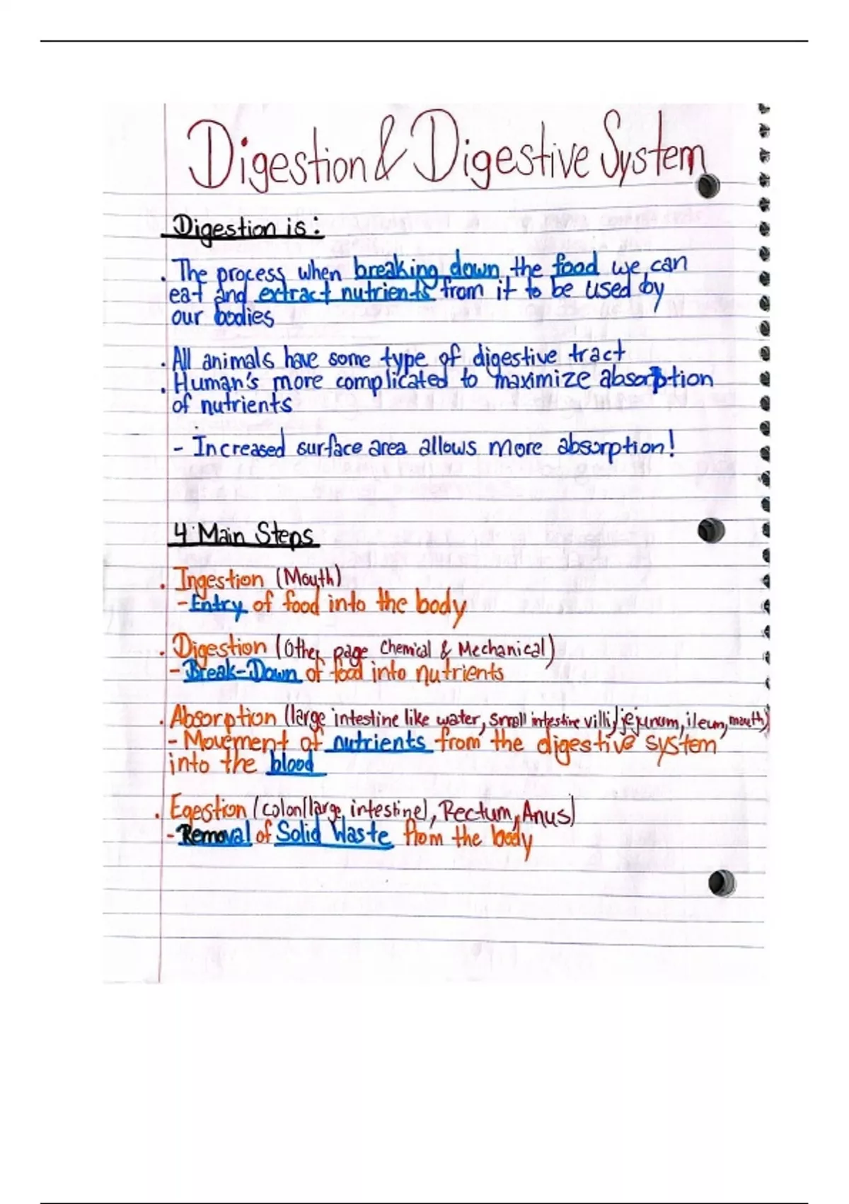 Grade 11 Biology Digestive System notes/practice questions - Biology ...