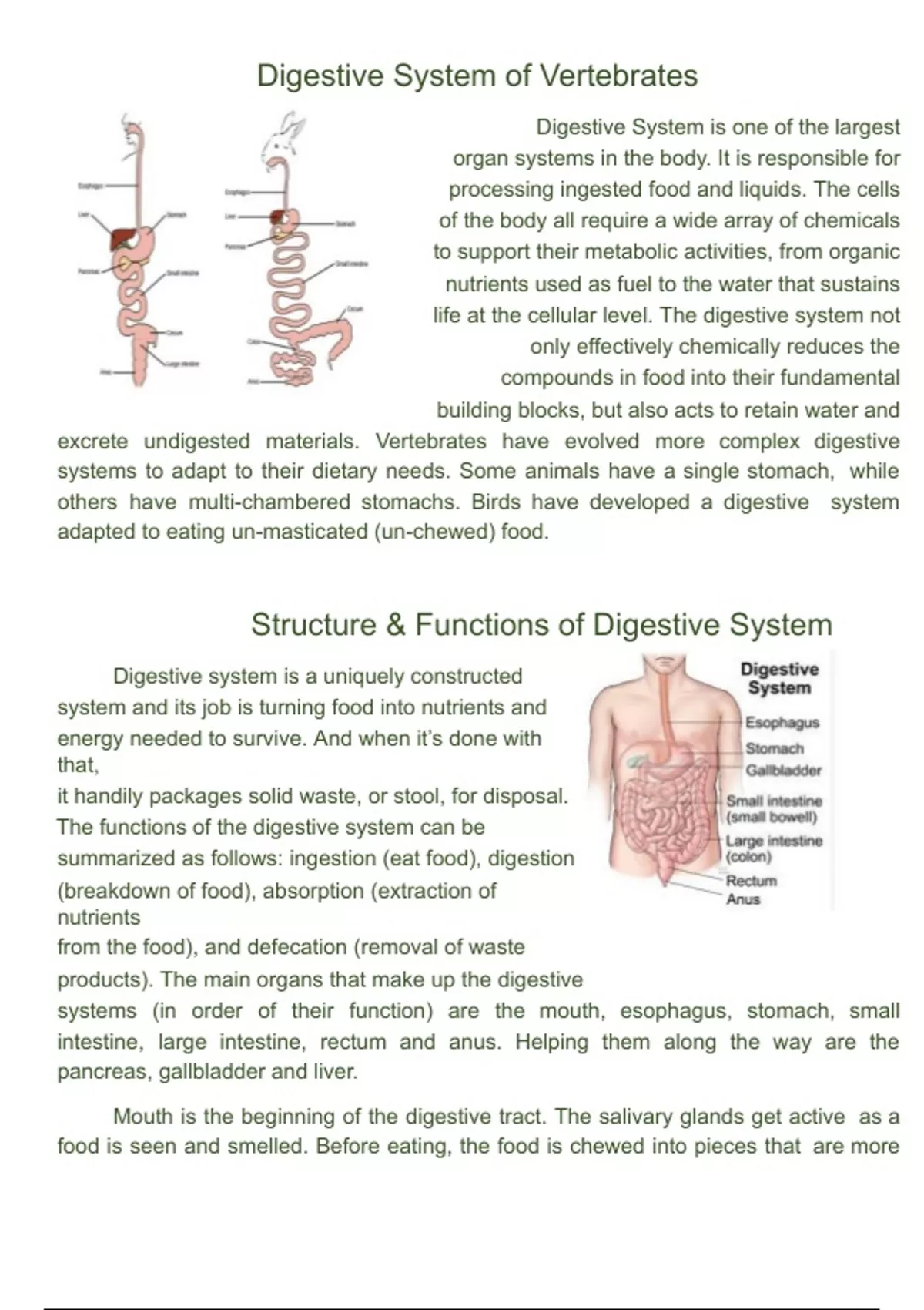 Digestive System of Vertebrates - BIOL30043 - Stuvia US