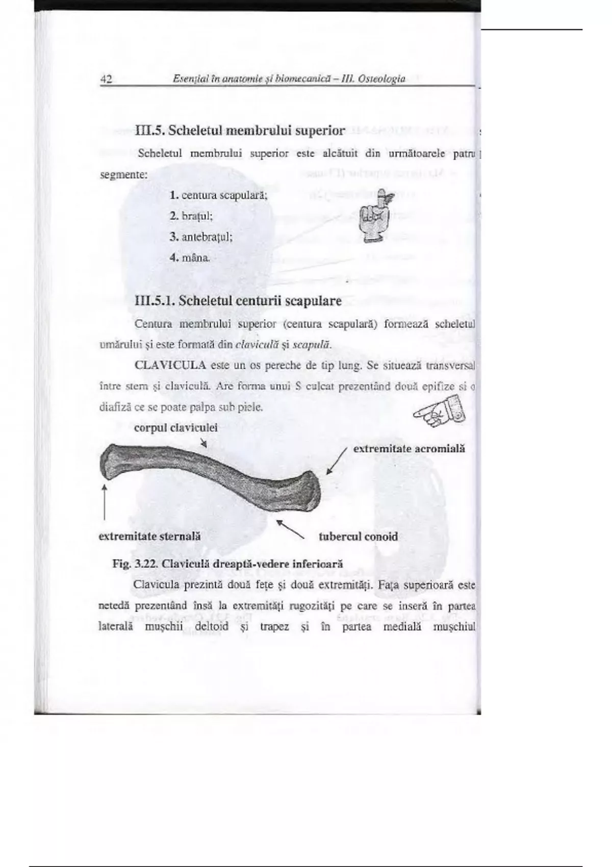 Anatomie Functionala - Osteologie - Oasele membrelor - AFB - Stuvia US