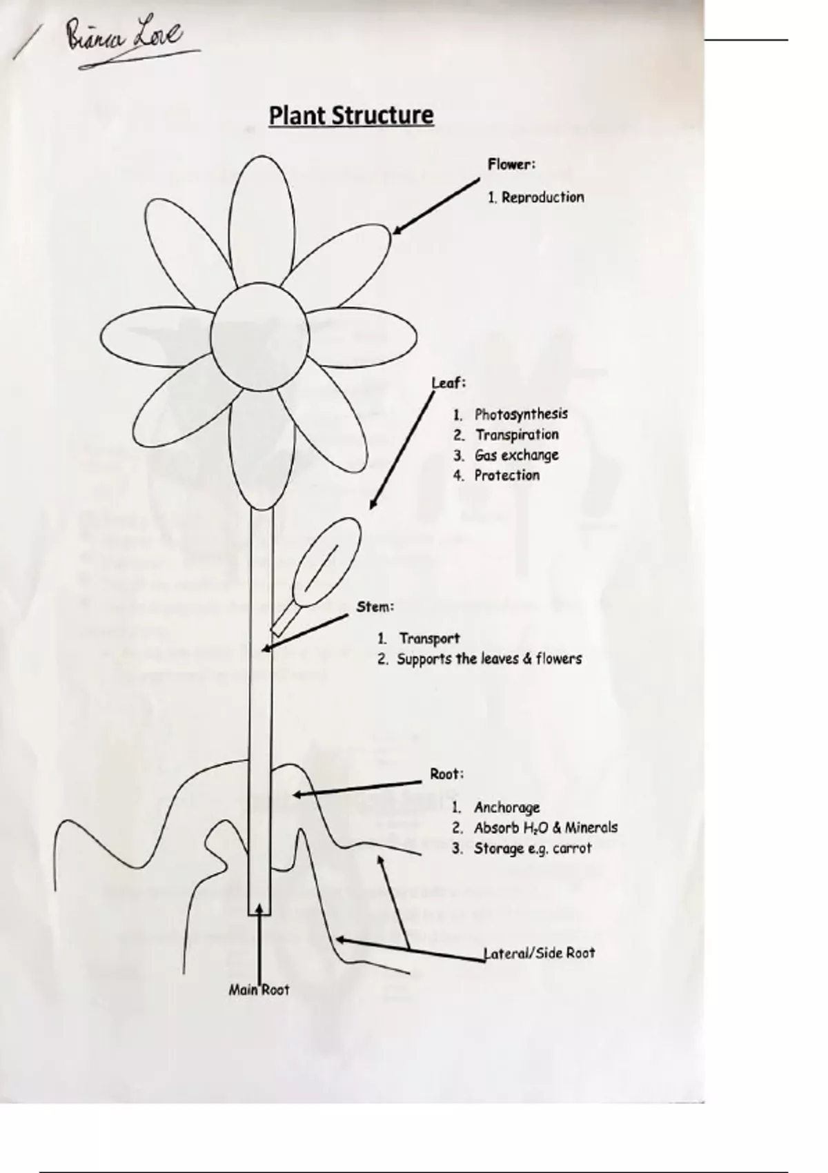 Summary Science_Plant structure - Science - Stuvia US