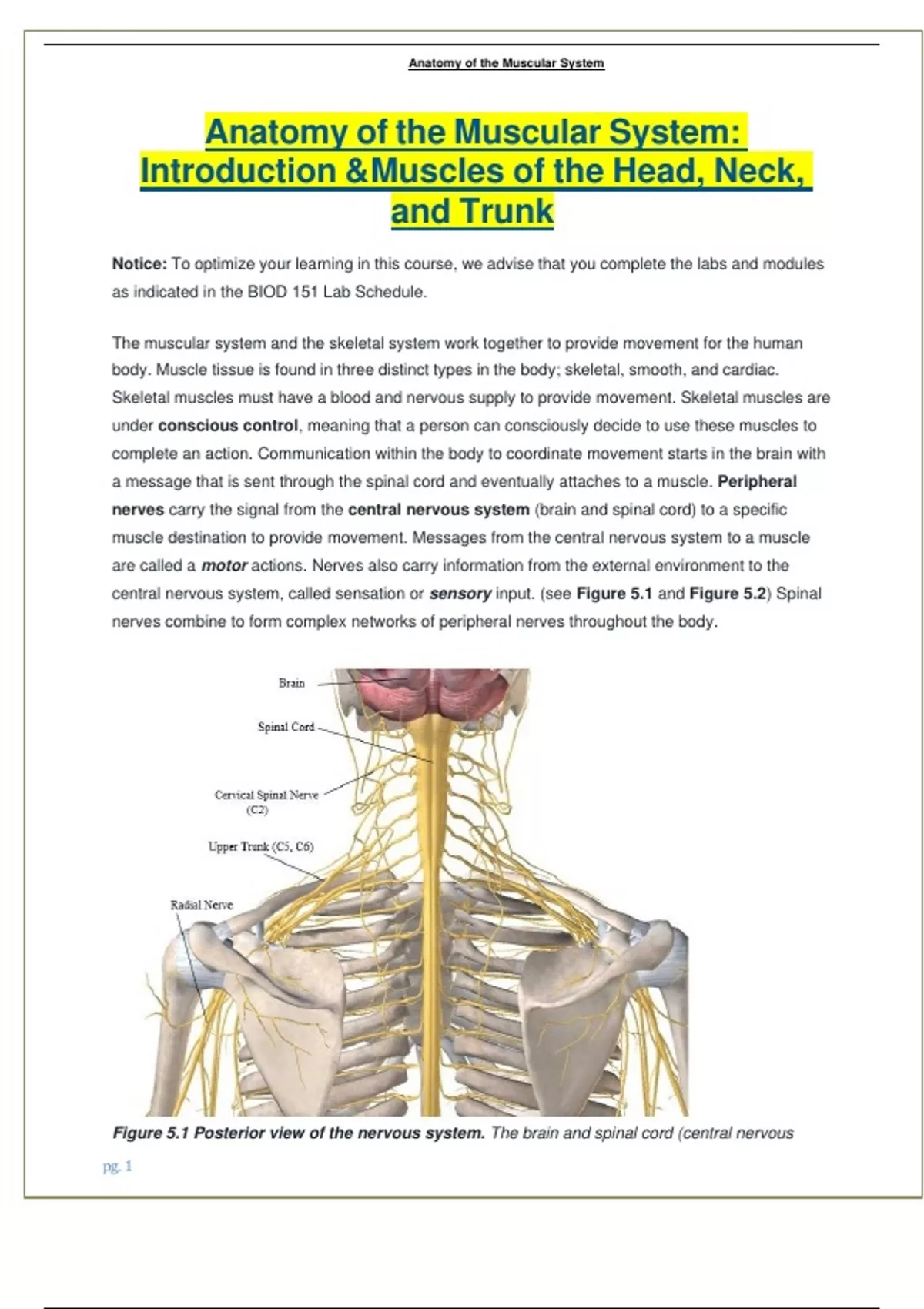 Anatomy of the Muscular System: Introduction &Muscles of the Head, Neck ...