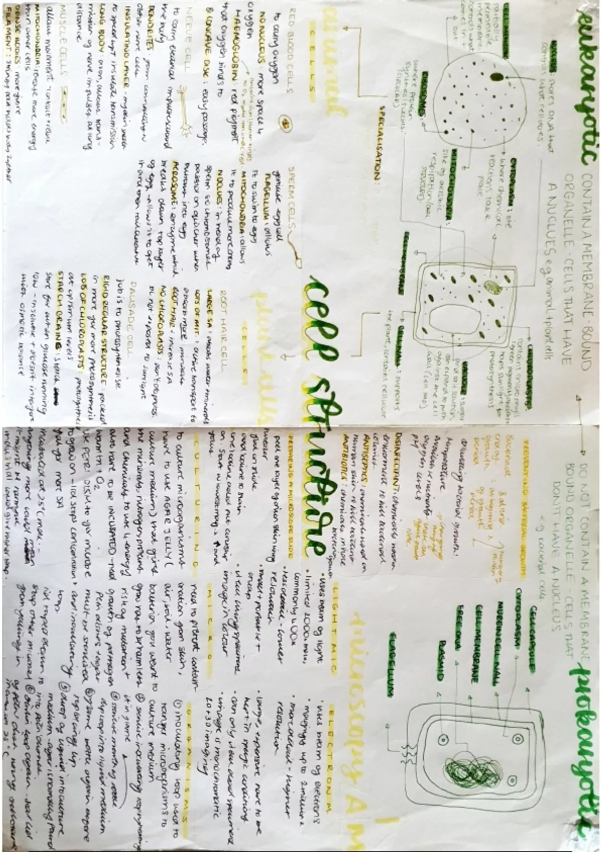 Summary GCSE BIOLOGY Paper 1: Cell Structure notes - Science - Stuvia UK