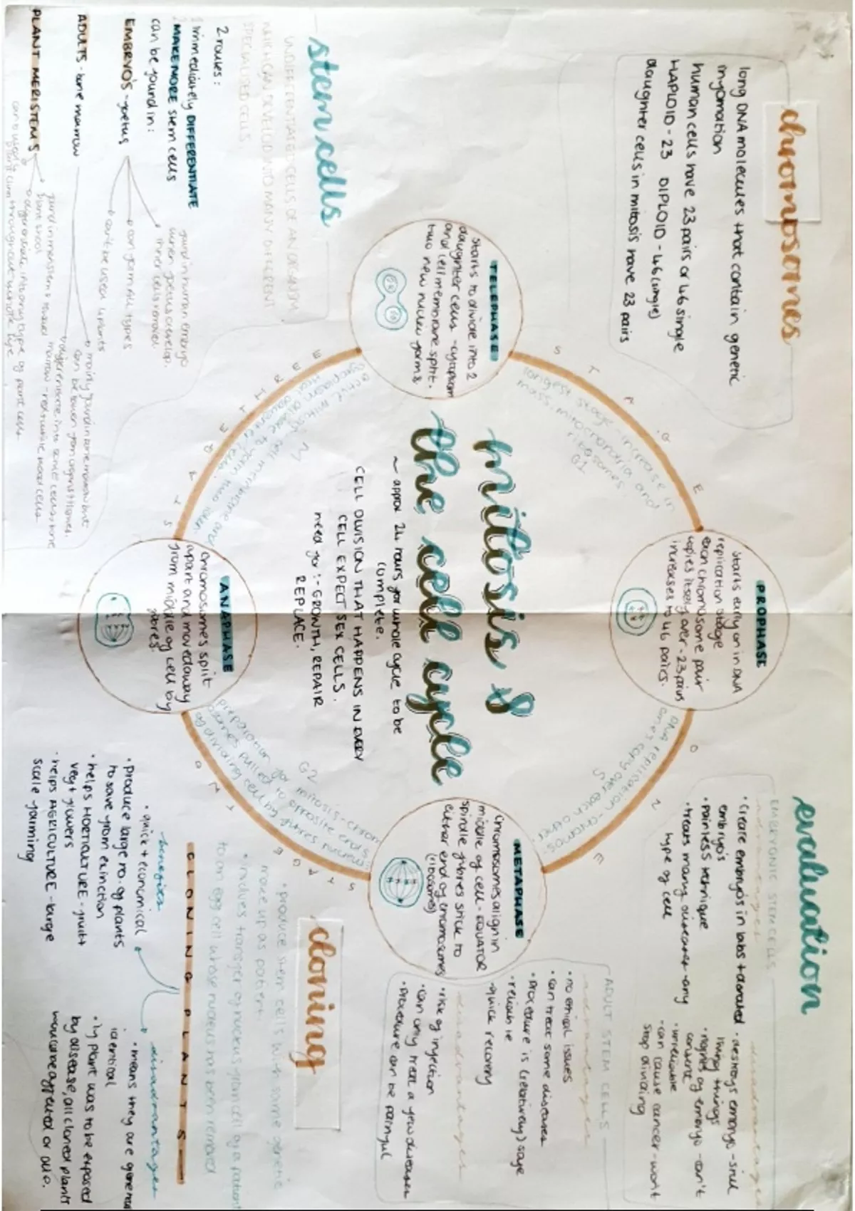 Summary GCSE BIOLOGY Paper 1: Cell Division notes - Science - Stuvia US