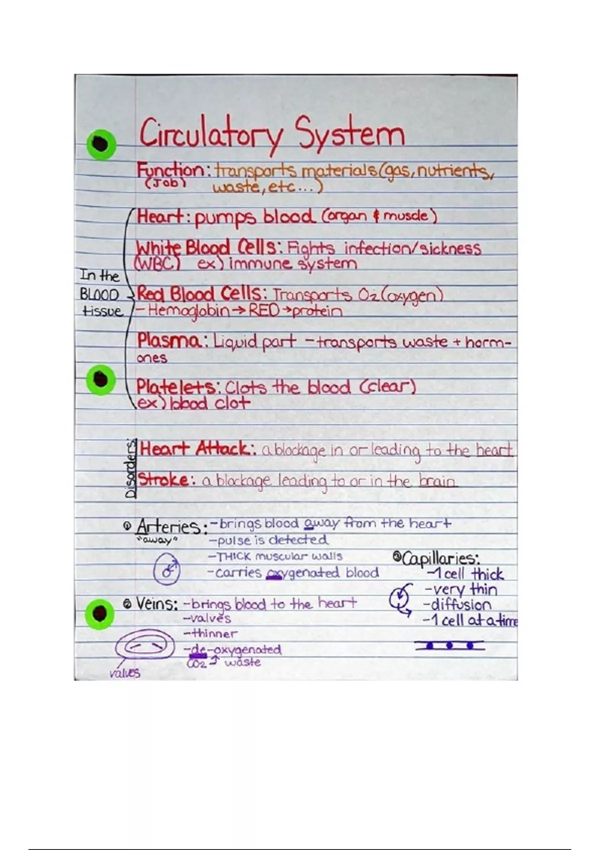 Circulatory System - Living Environment - Stuvia US