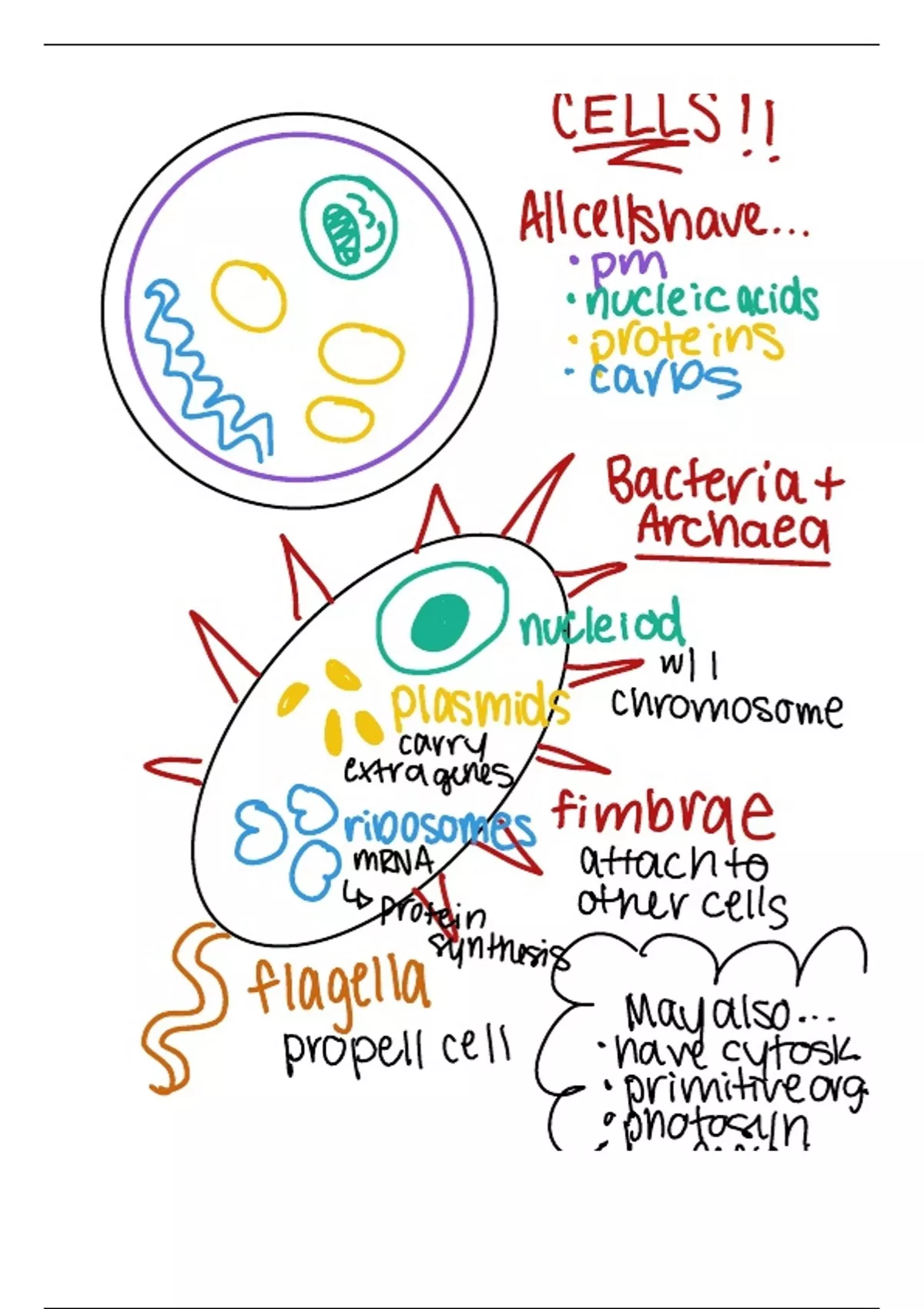 Summary Prokaryotes, Eukaryotes, and Cell Organelles - Bio161 (BIO161 ...