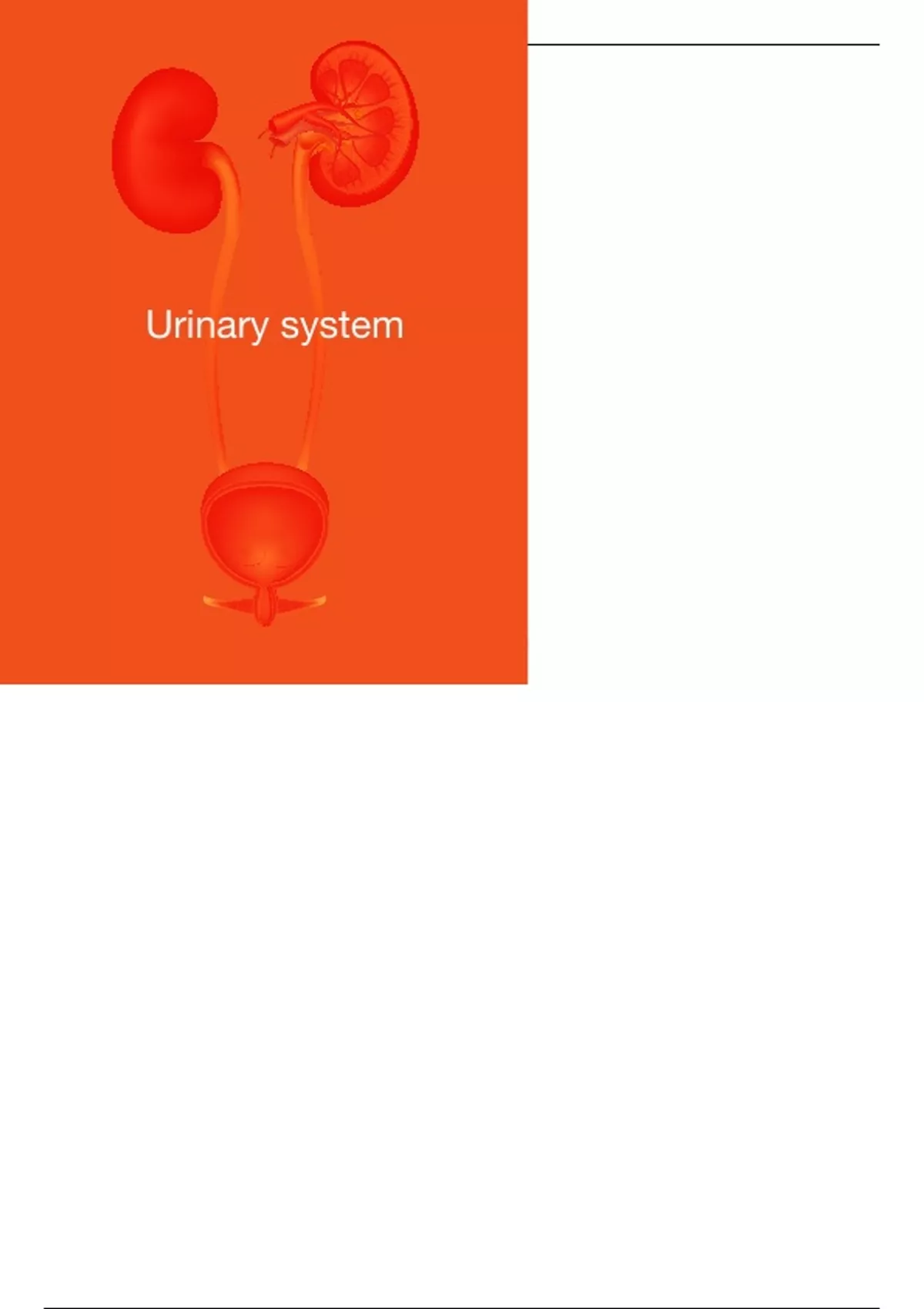 ATI TEAS EXAMS THE URINARY SYSTEM THE SKIN HE REPRODUCTIVE ...